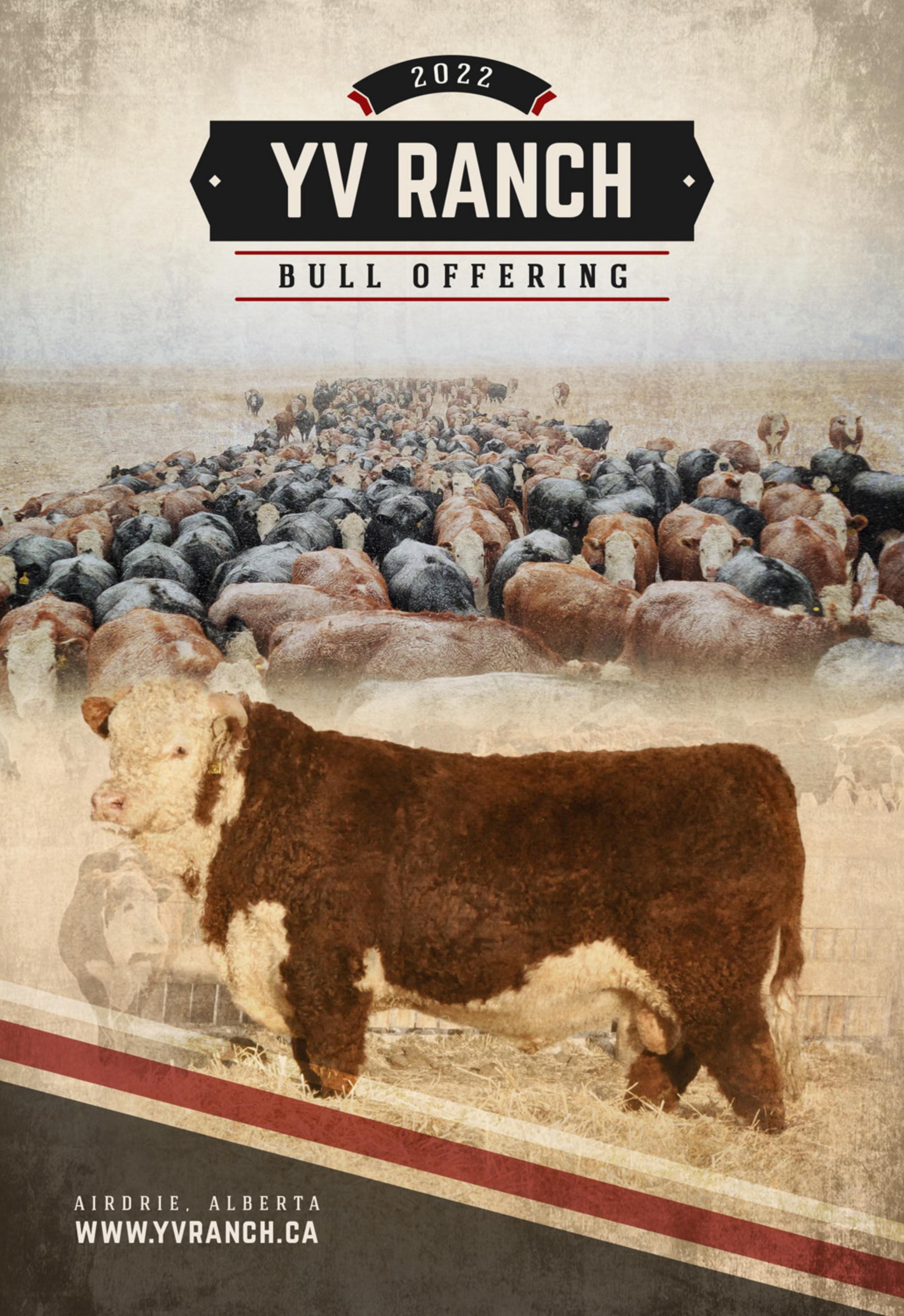 YV Ranch 2022 Bull Offering by Bella Spur Creative - Issuu