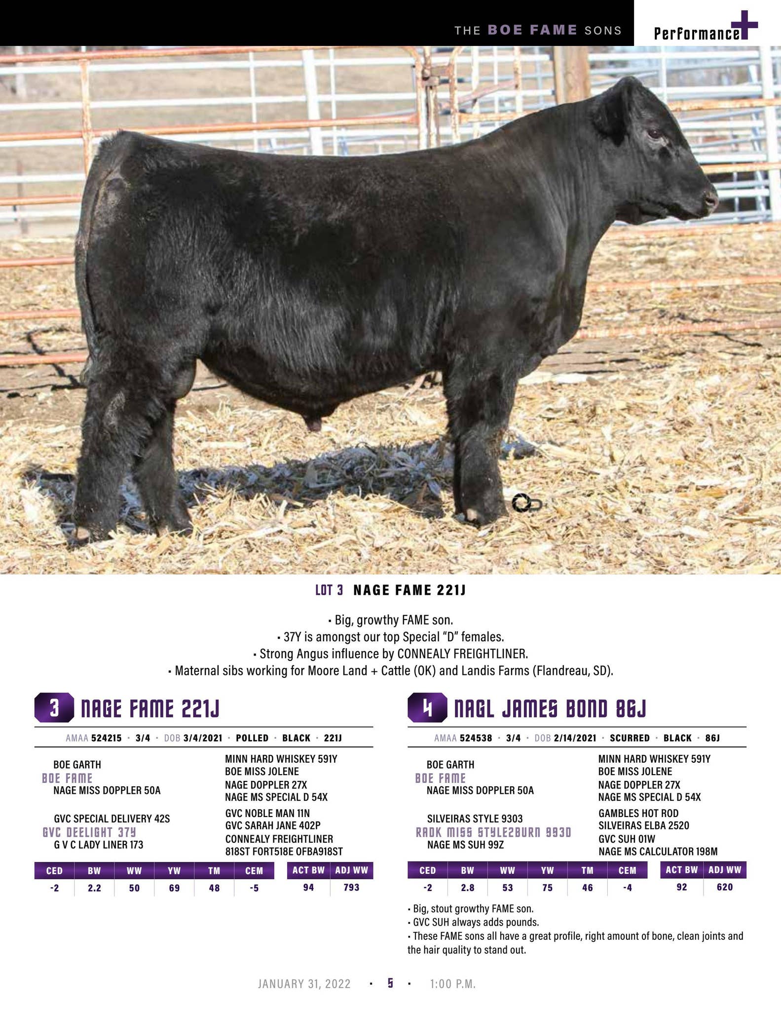 Nagel Cattle Company - 28th Annual Performance+ Bull Sale by Abbie ...