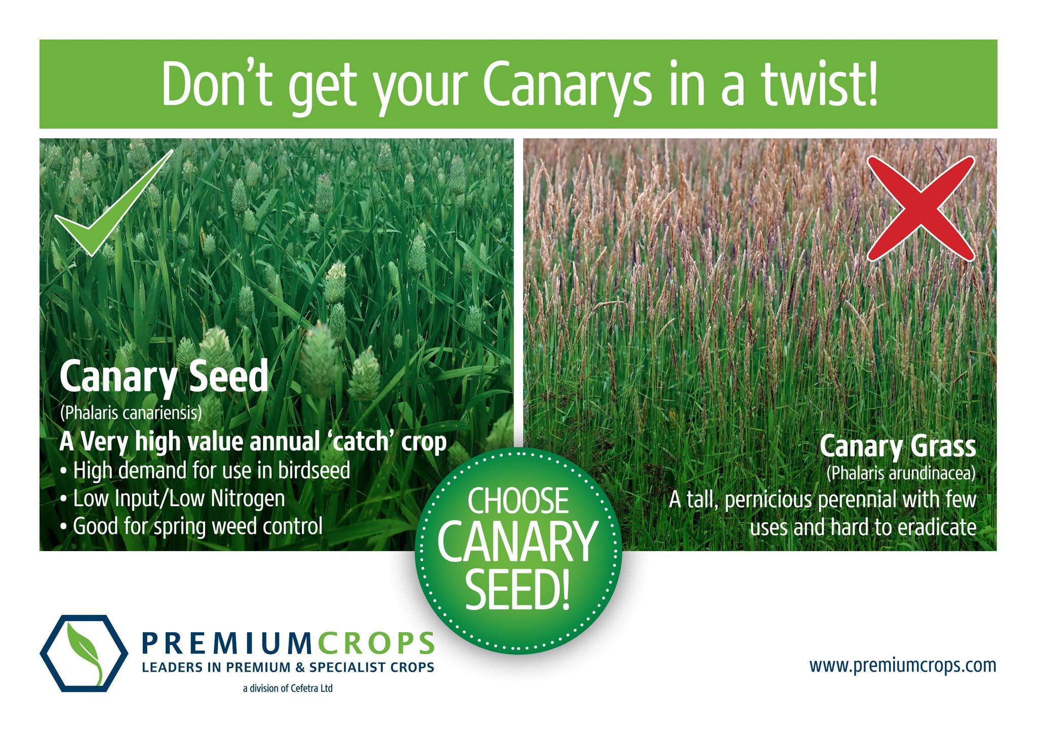 Canary Seed insert spring 2022 by Premium Crops - Issuu