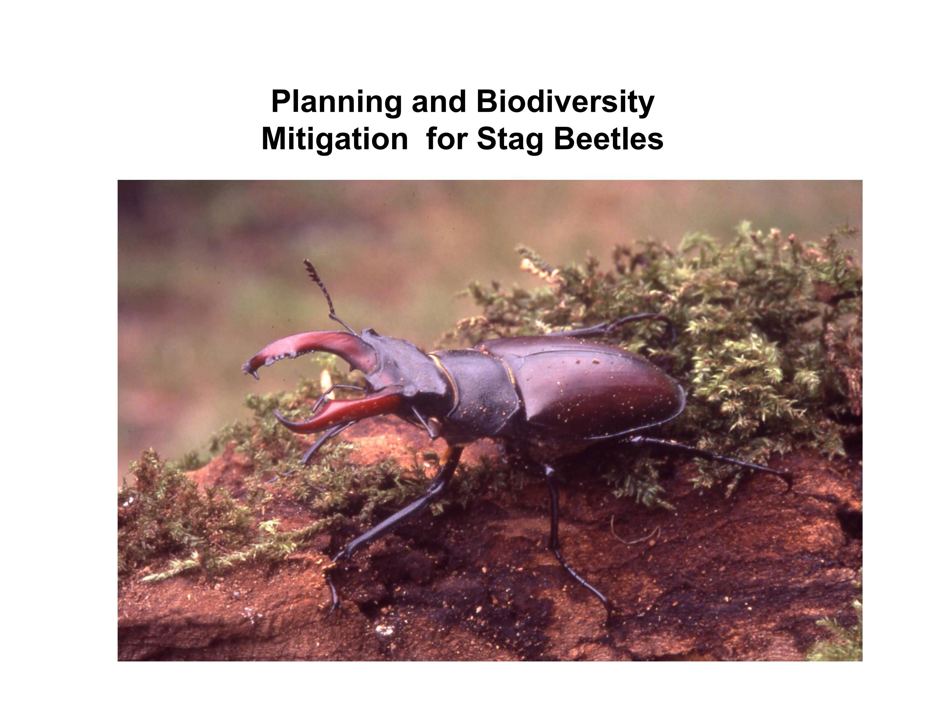 Simple measures to benefit wildlife through planning: Stag Beetles ...