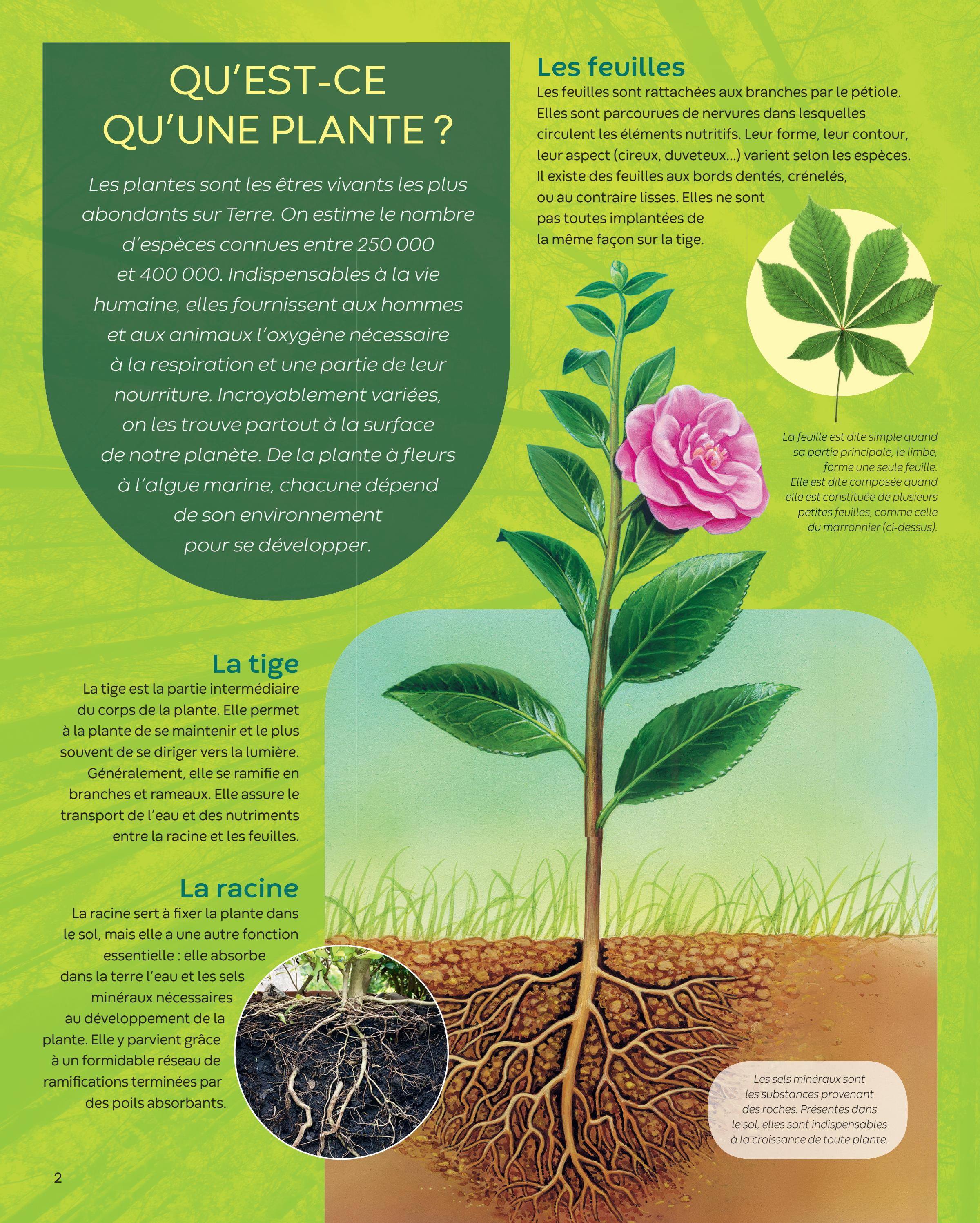 Les plantes. La Grande Imagerie by Fleurus Editions - Issuu