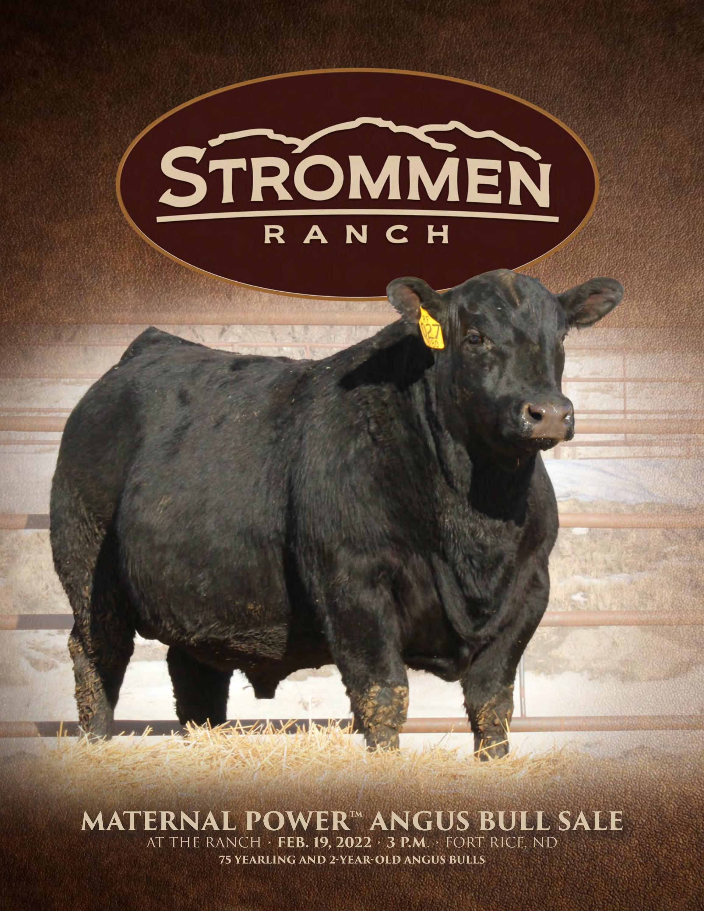 Strommen Ranch Angus Bull Sale Catalog 2022 by PeltonLivestock - Issuu