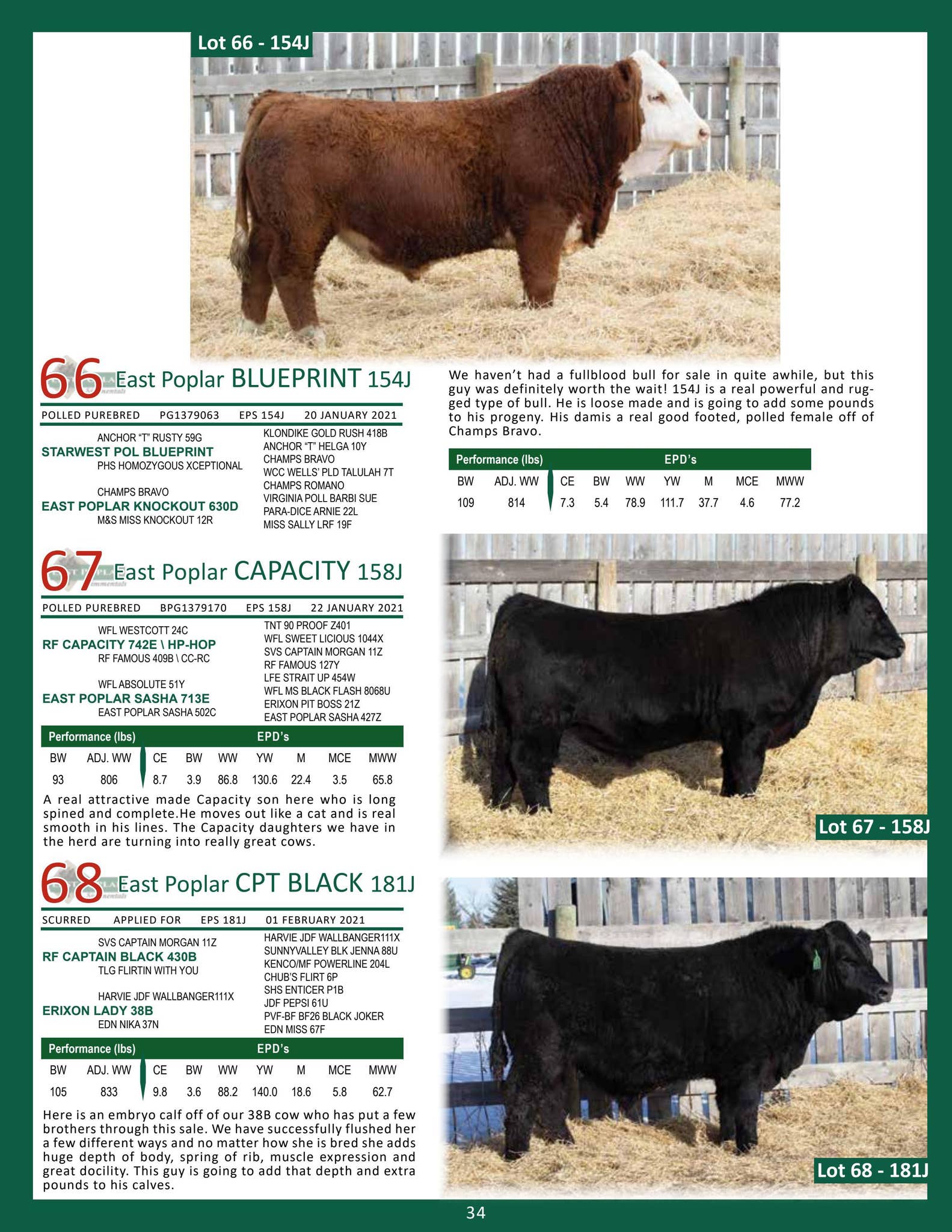 LaBatte Simmentals with guest, East Poplar 42nd Annual Sale by Bohrson ...