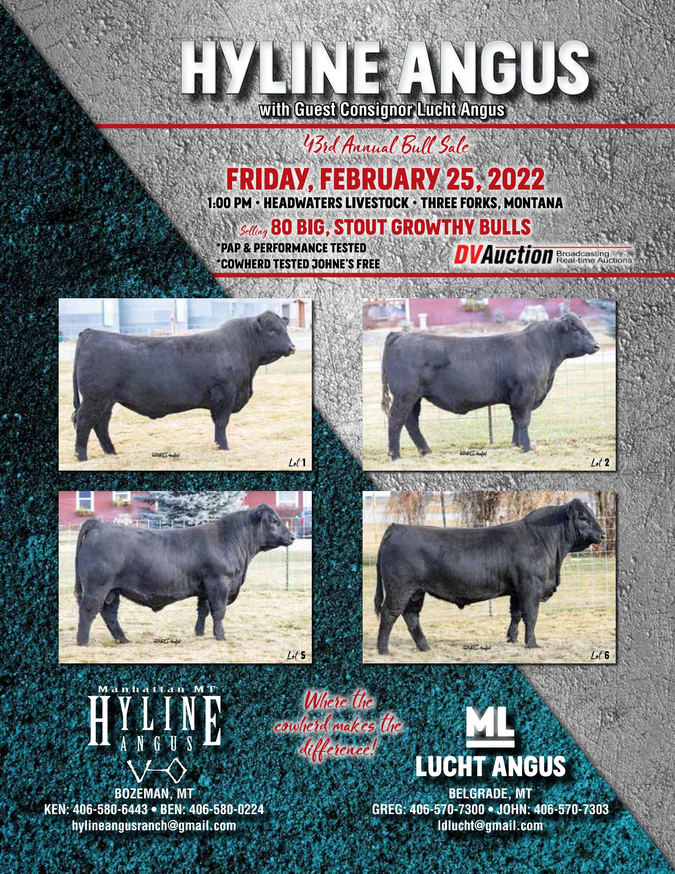 Hyline Angus Sale Catalog 2022 by PeltonLivestock - Issuu
