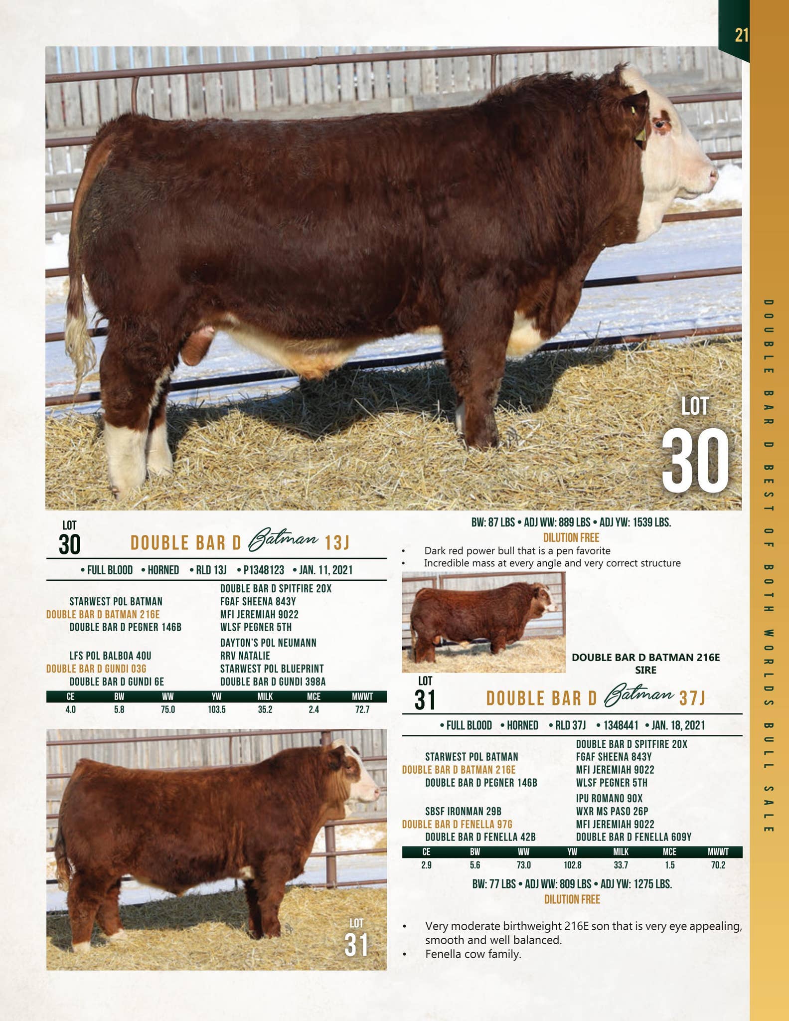 Double Bar D Farms Best of Both Worlds Bull Sale by Bohrson Marketing ...