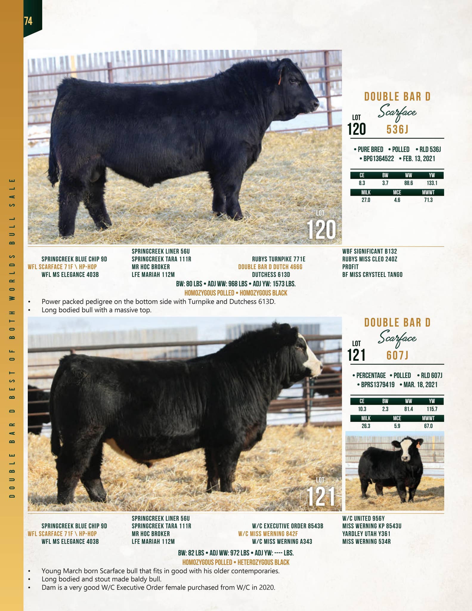 Double Bar D Farms Best of Both Worlds Bull Sale by Bohrson Marketing ...