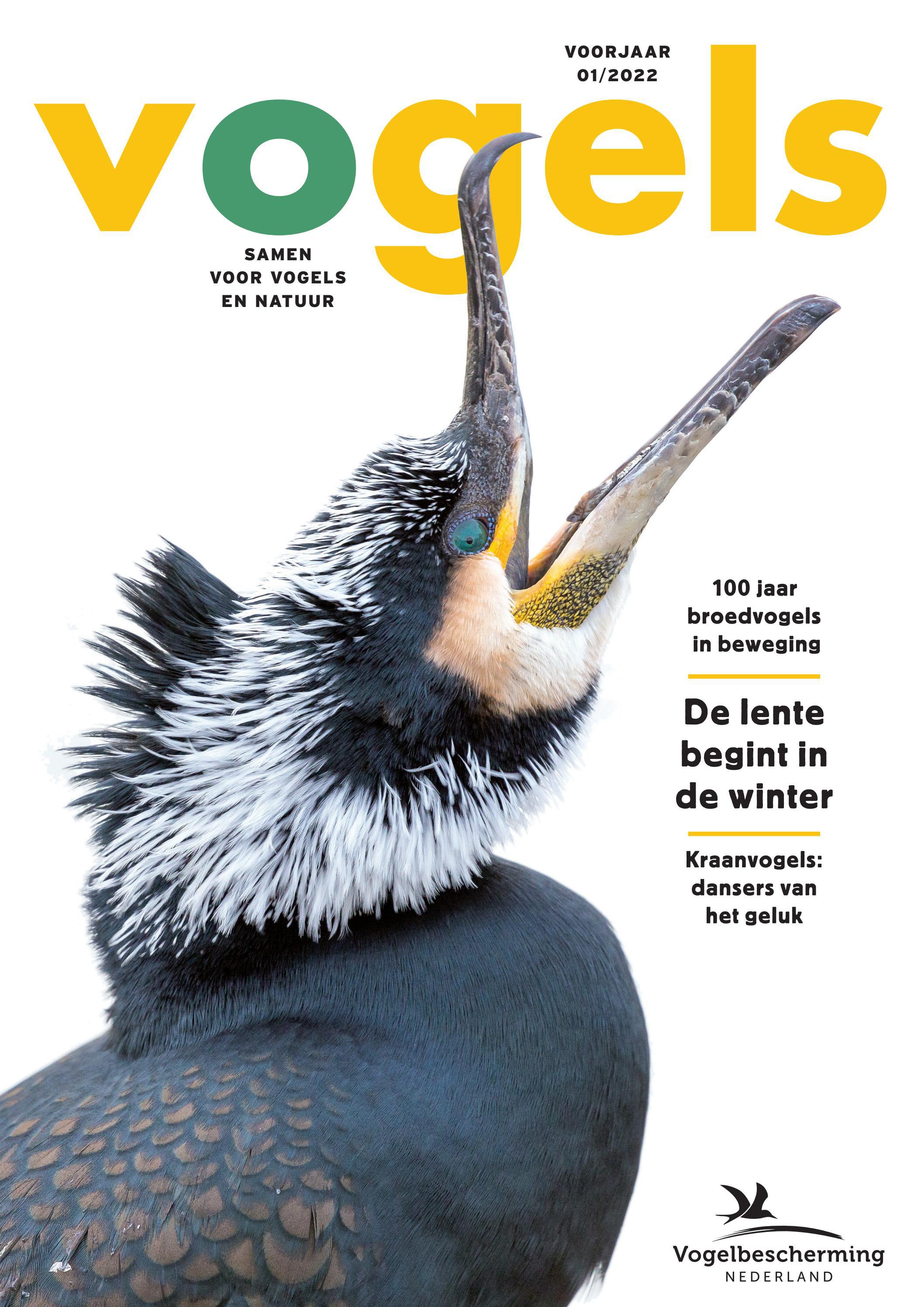 Vogels voorjaar 01/2022 by Vogelbescherming Nederland - Issuu