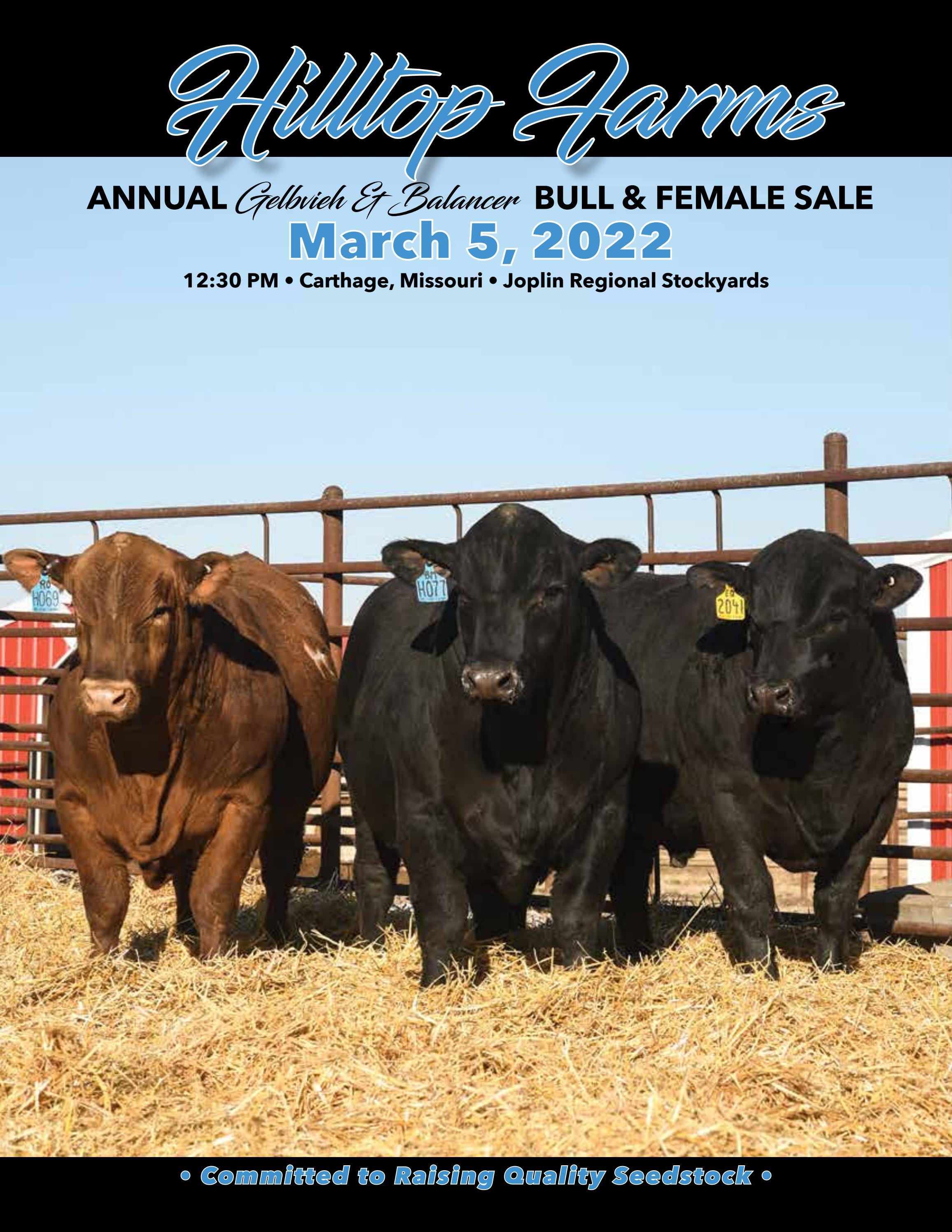 Hilltop Farms Annual Gelbvieh & Balancer Bull & Female Sale by American ...