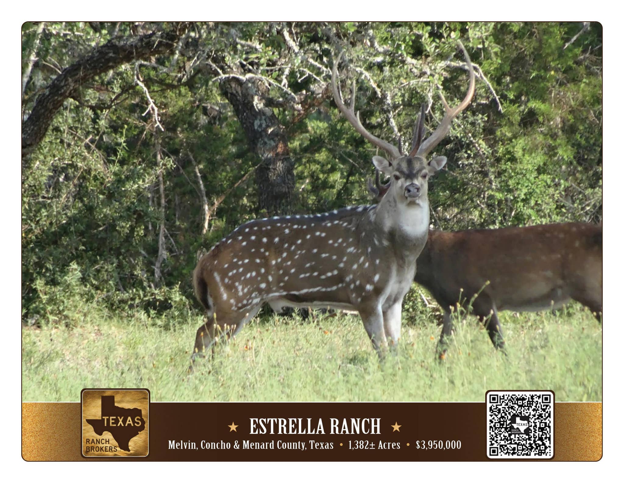 Estrella Ranch - Texas Ranch Brokers | Melvin, TX | 1,382+/- Acres ...