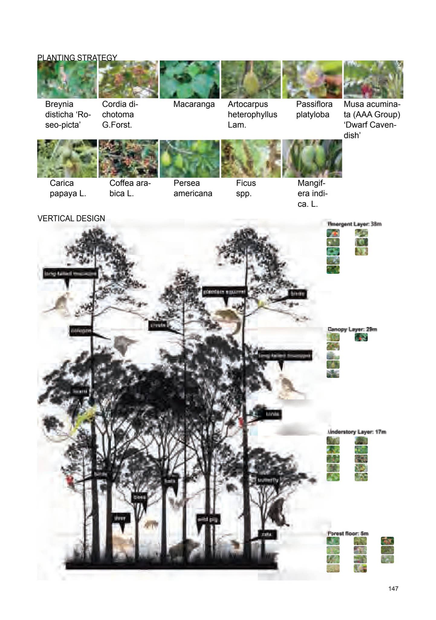 NUS LANDSCAPE: REWILDING SINGAPORE by NUS Department of Architecture ...