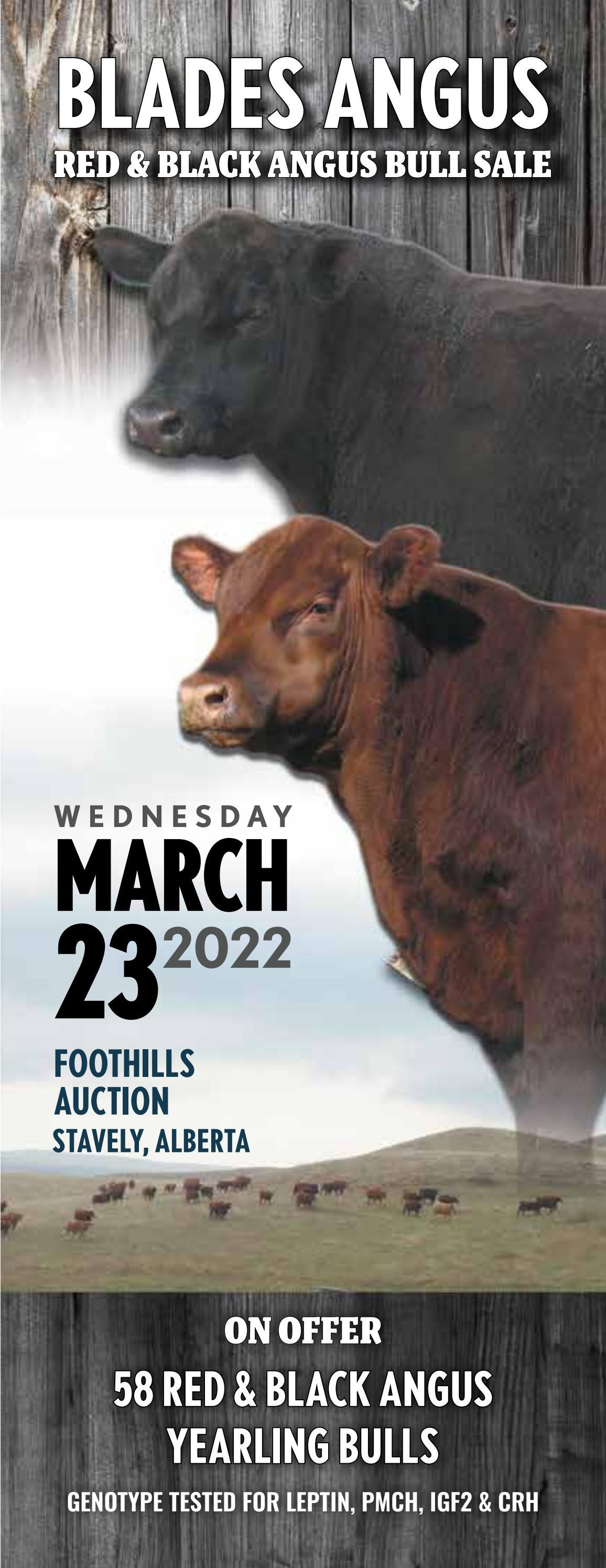 Blades Angus Red & Black Angus Bull Sale by Canadian Angus Association ...