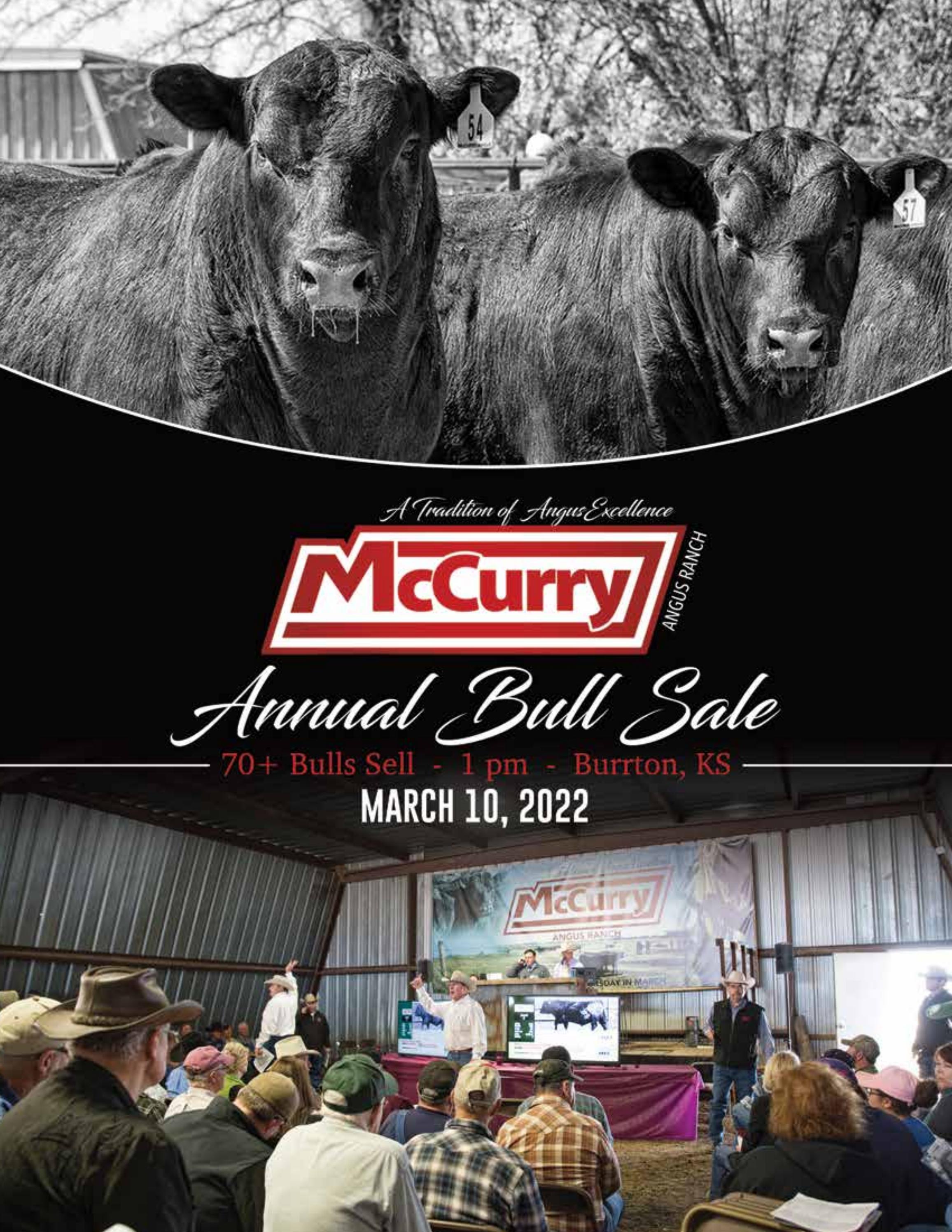 2022 McCurry Angus Ranch Annual Bull Sale by Tracy McMurphy - Issuu