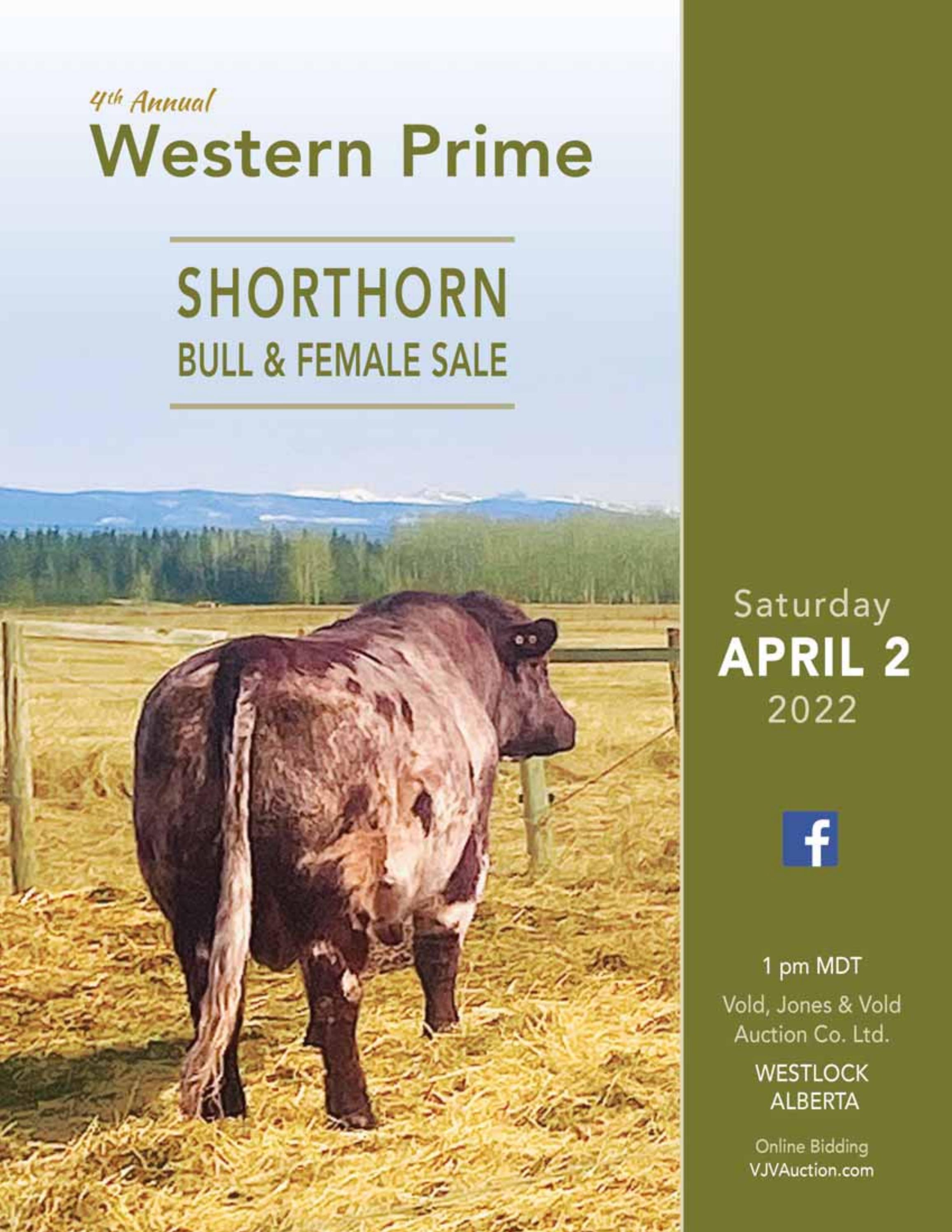 Western Prime Shorthorn Bull Sale 2022 by Everything Angus - Issuu