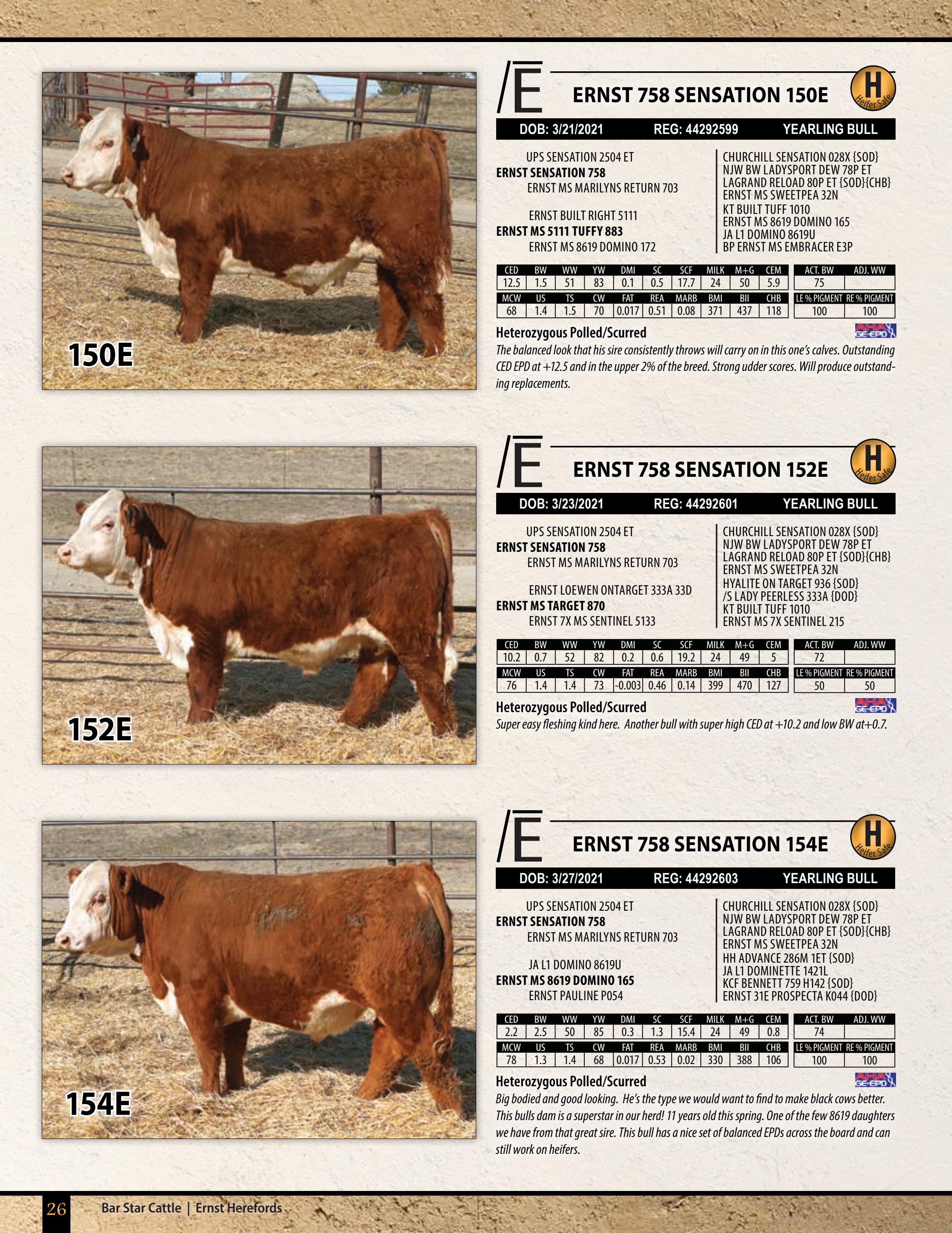 Bar Star Cattle and Ernst Herefords | 2022 Private Treaty Bull Offering ...