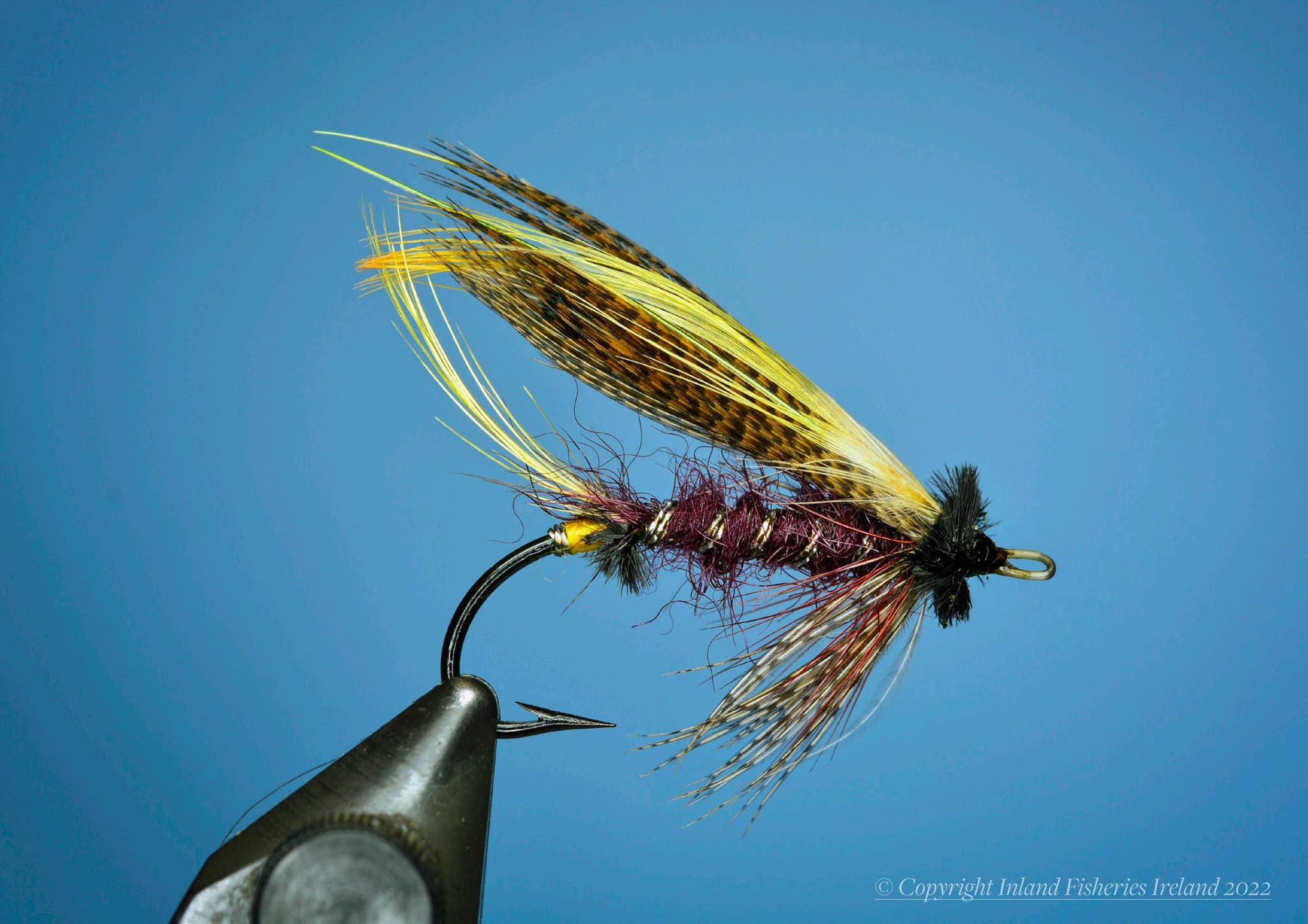 The 1902 Cork Collection of Salmon Flies by Inland Fisheries Ireland ...