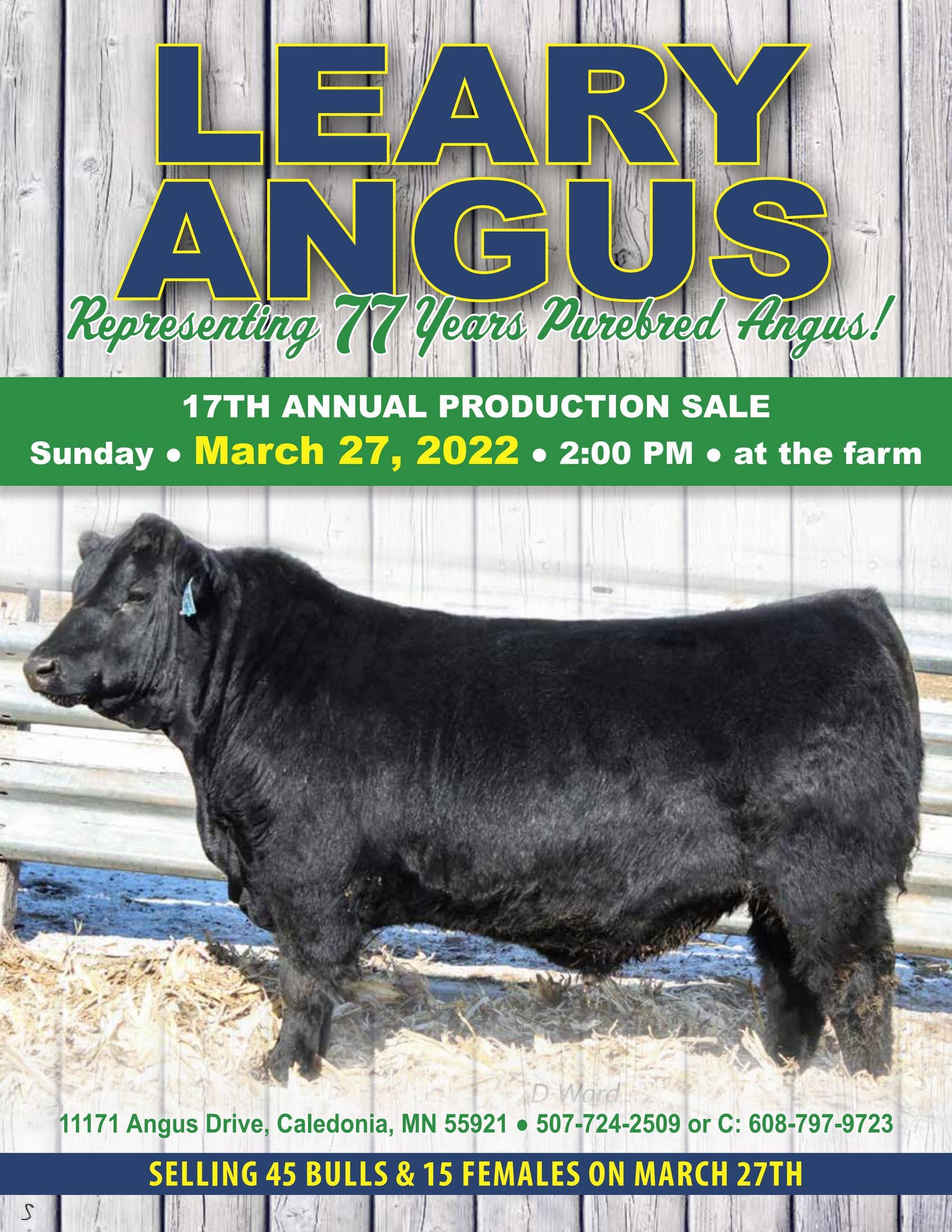 Leary Angus | 17th Annual Production Sale by The Stockman - Issuu