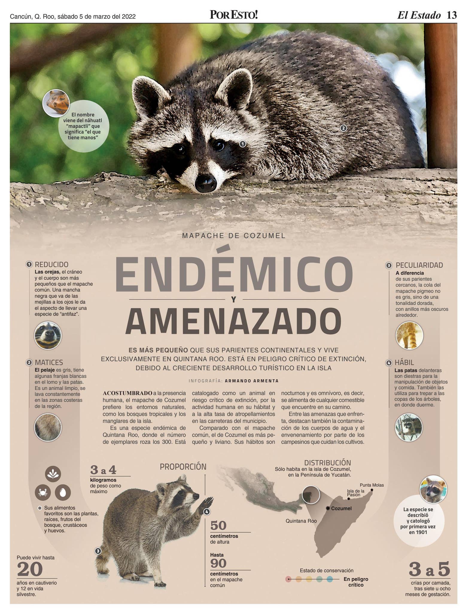 Mapache de Cozumel by PorEsto! - Issuu