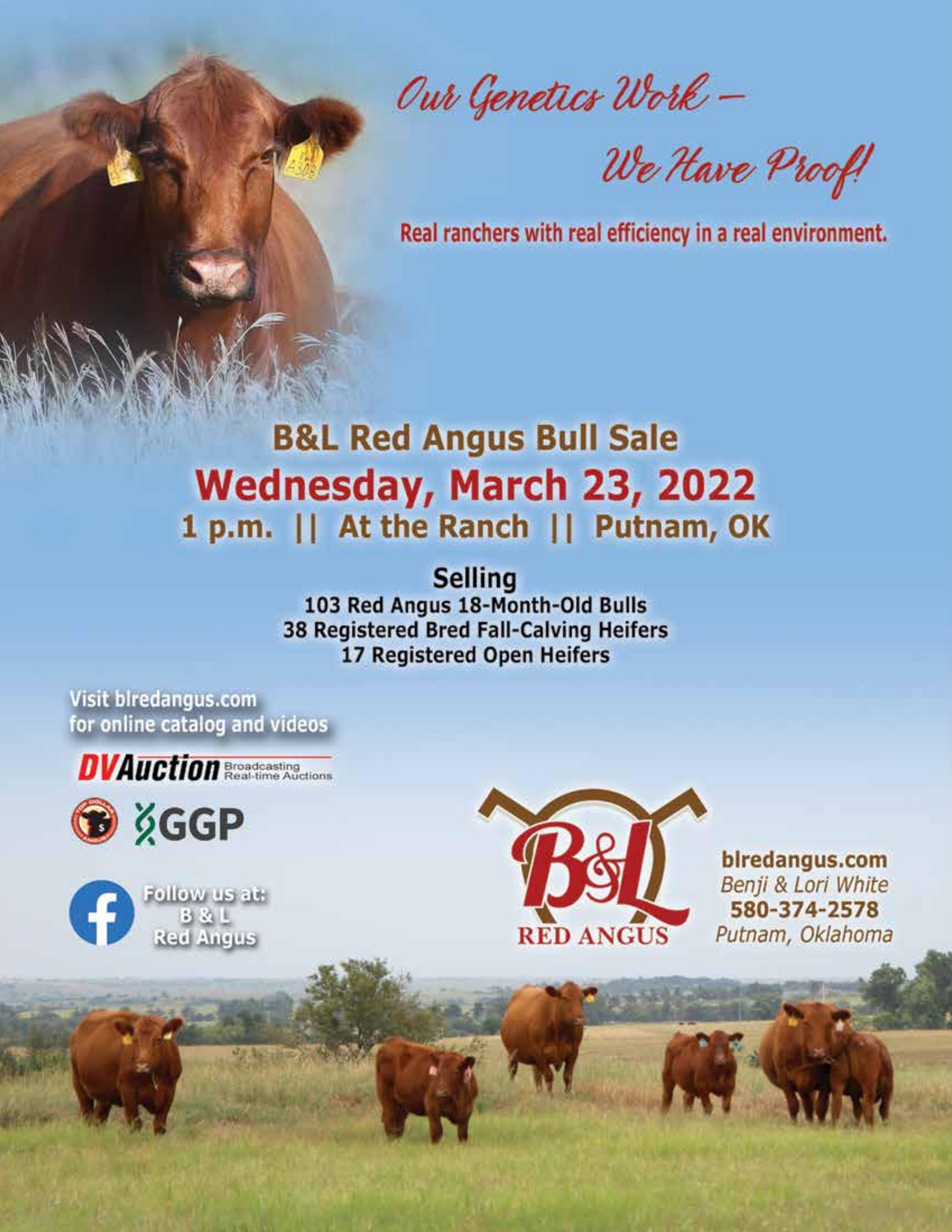 2022 B&L Red Angus Bull & Female Sale by Ranch House Designs - Issuu