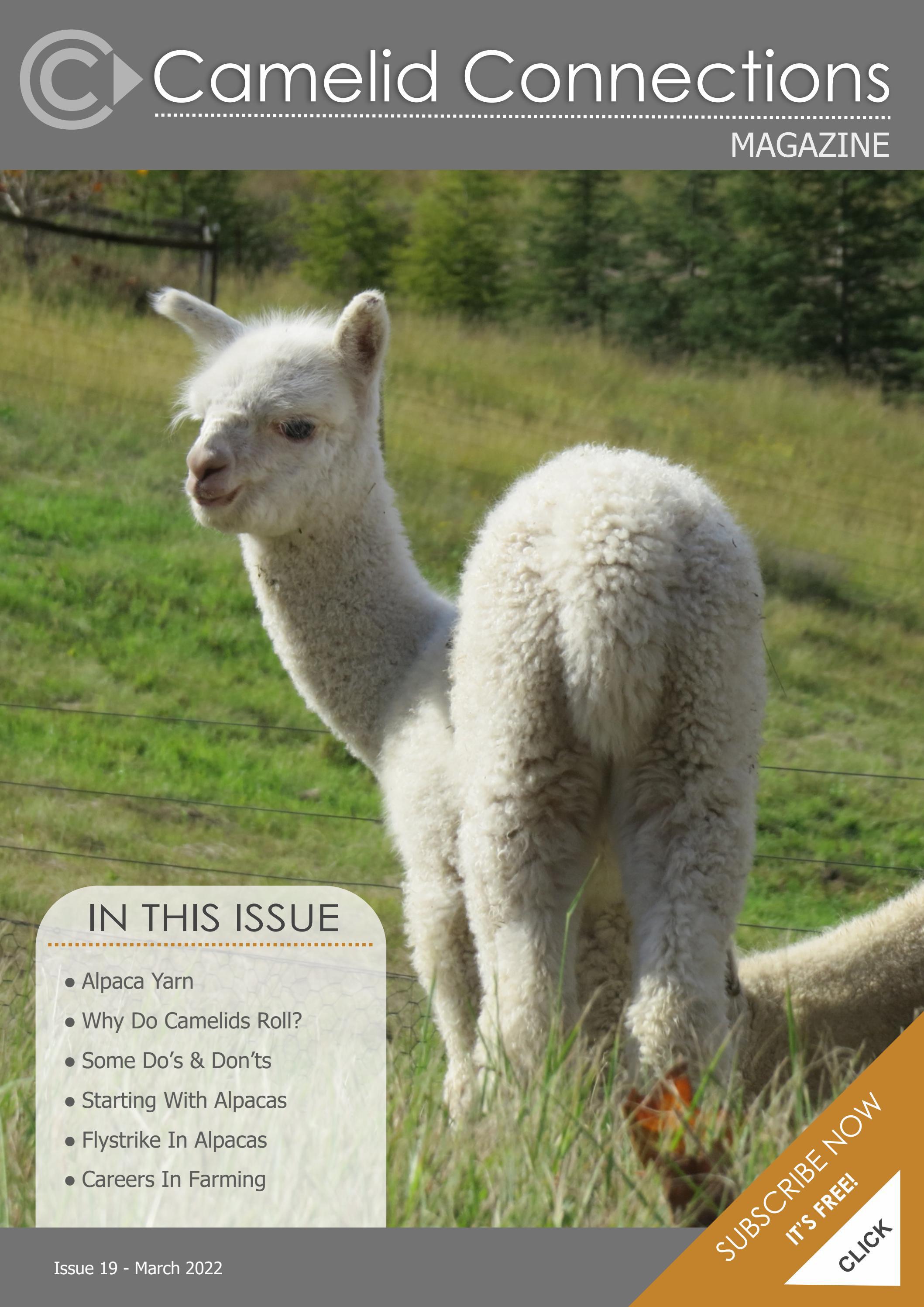 Camelid Connections Issue 19 by Camelid Connections - Issuu