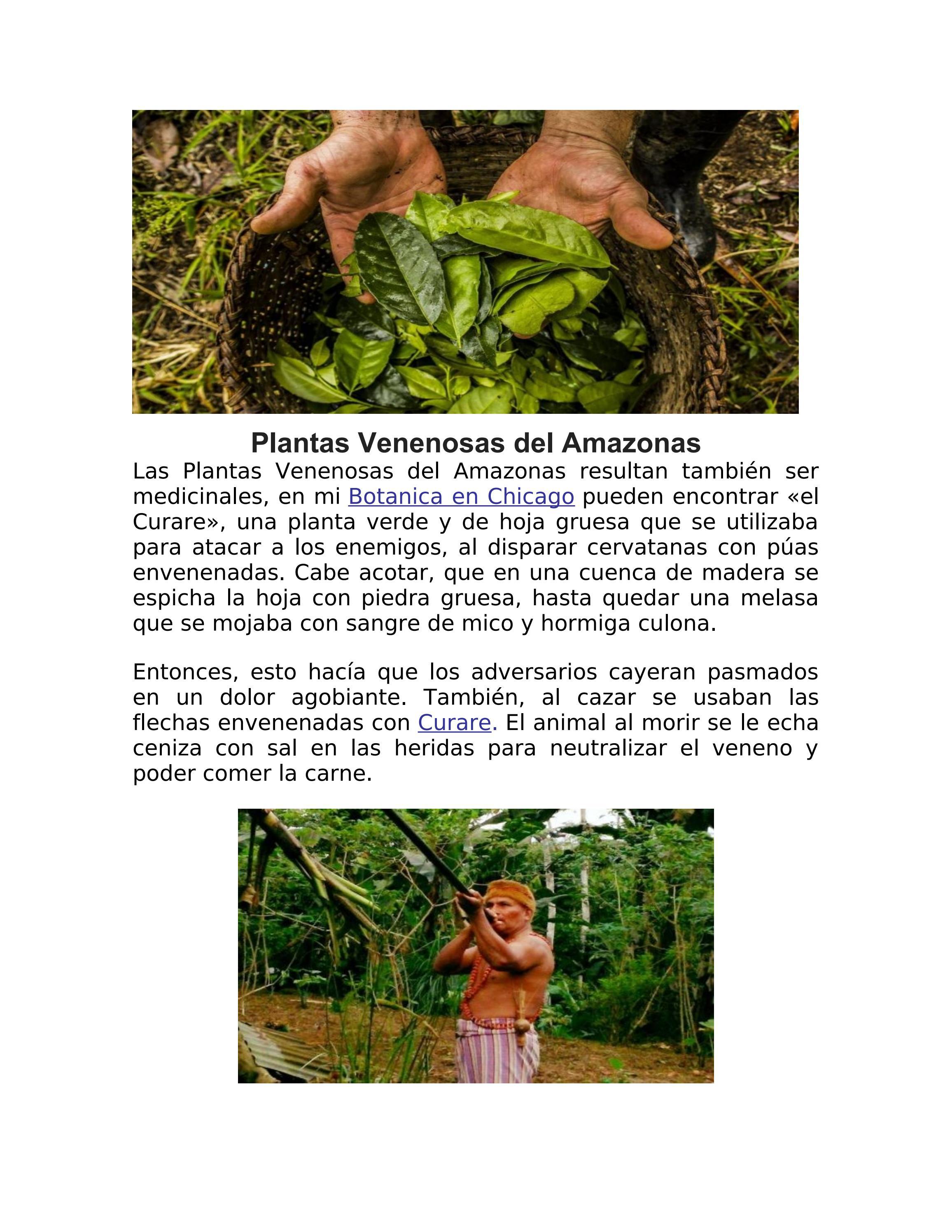 Plantas Venenosas del Amazonas by Botanica Indio Amazónico - Issuu