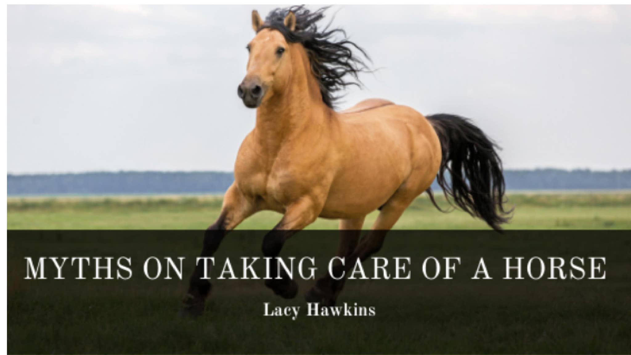 Myths on Taking Care of a Horse by Lacy Hawkins - Issuu