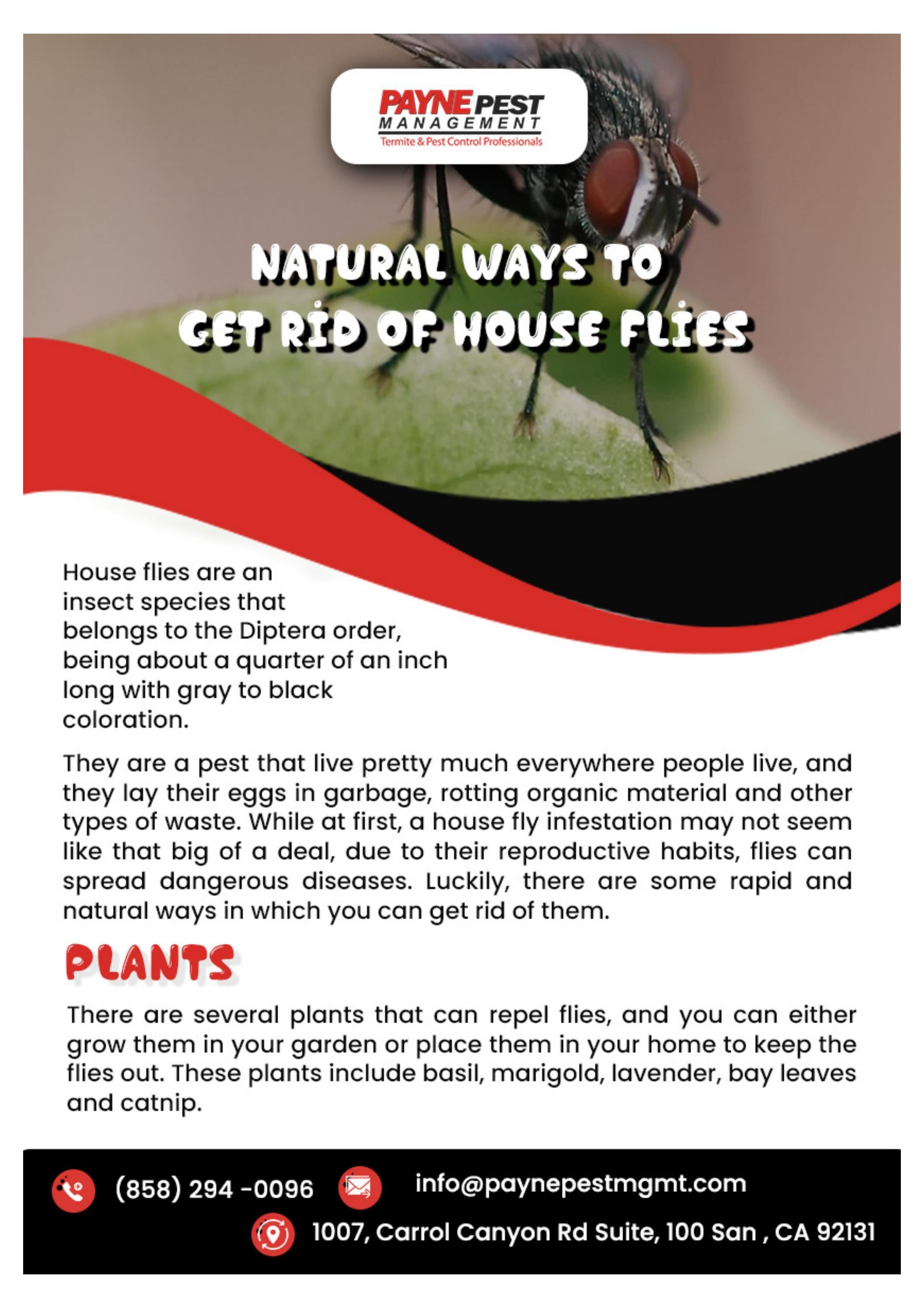 bed bug treatment San diego | termite inspection San diego by Payne ...