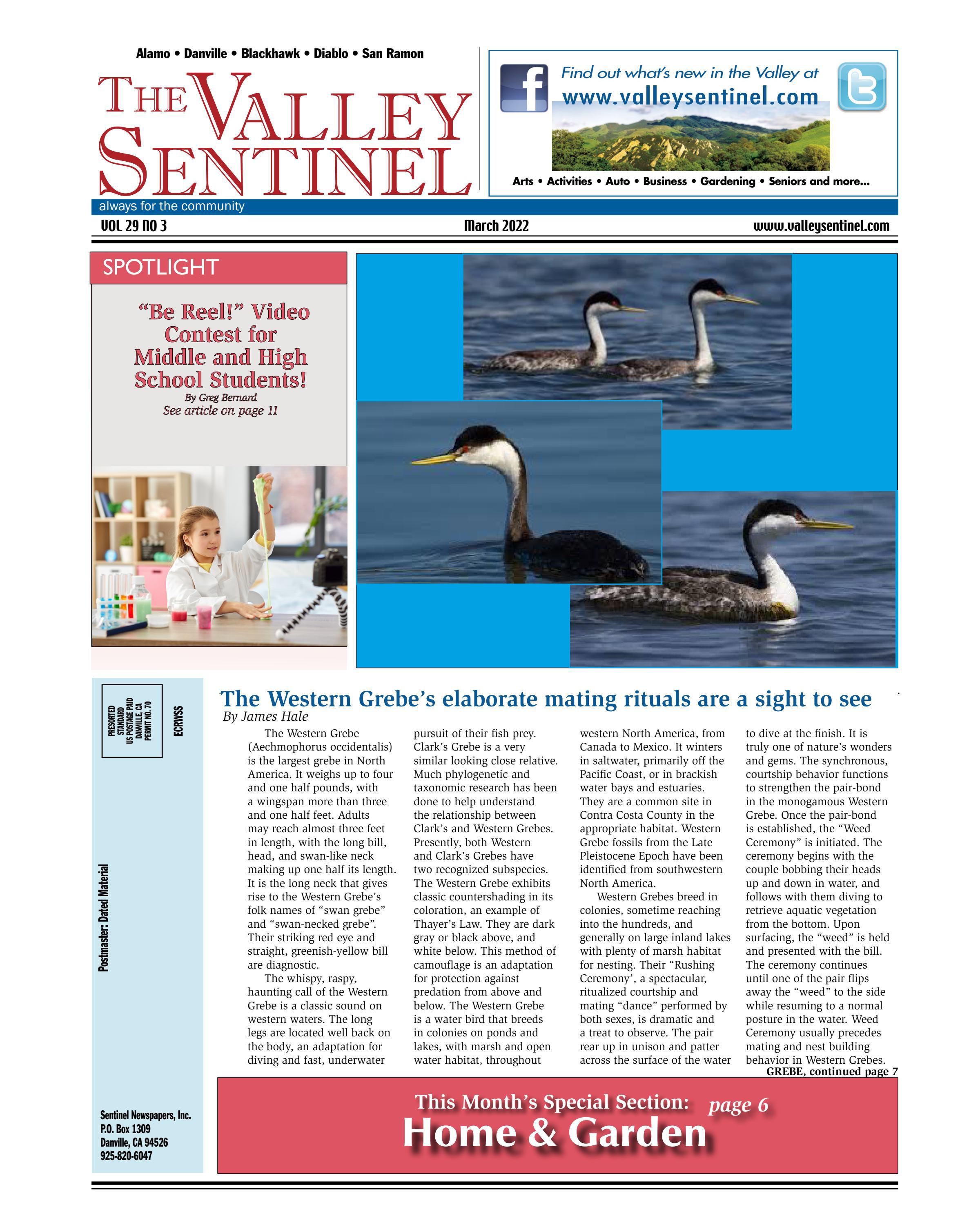 The Valley Sentinel_March 2022 by Sentinel Newspapers - Issuu