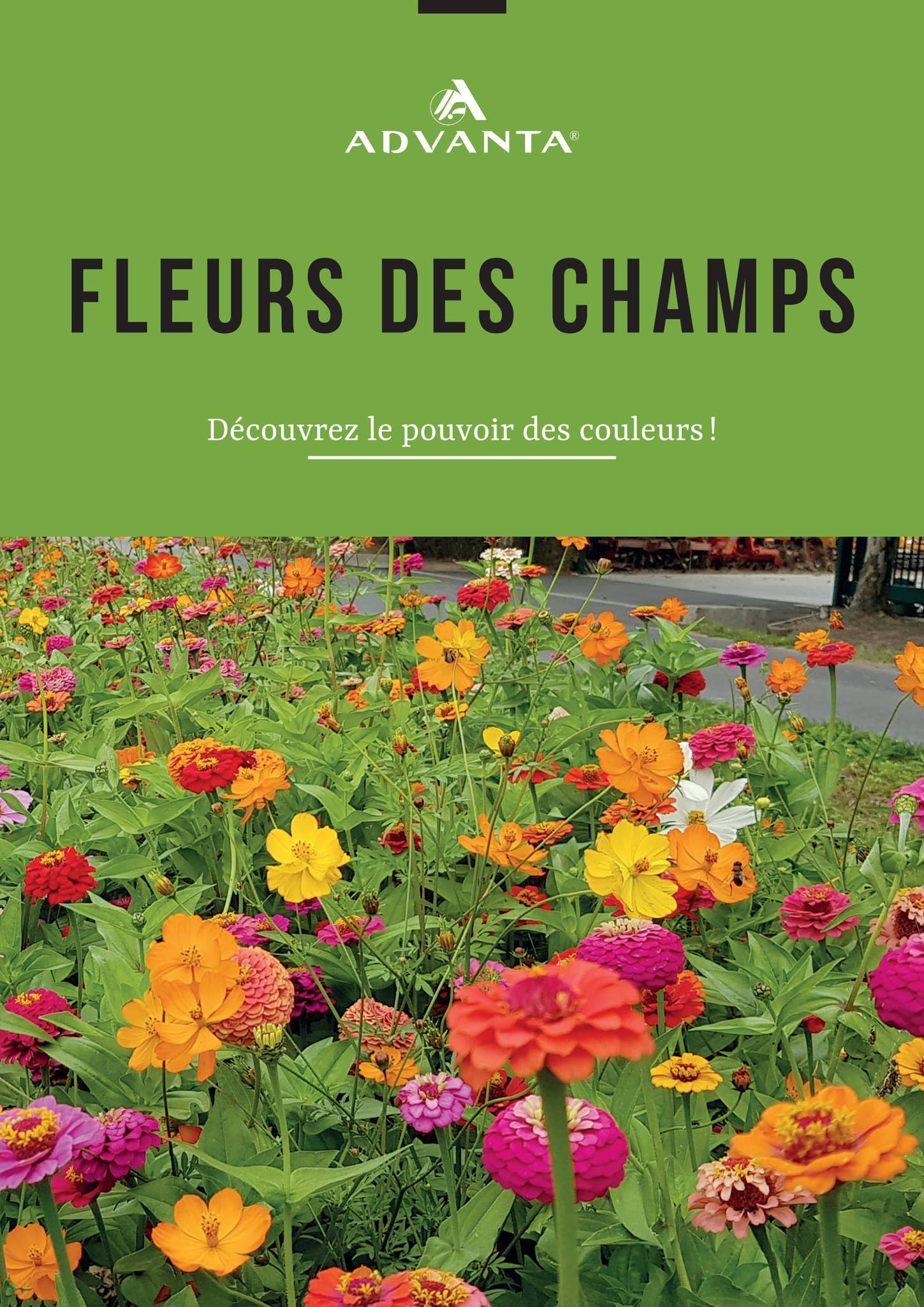 Catalogue Fleurs Des Champs Advanta by LG Seeds Belgium - Issuu