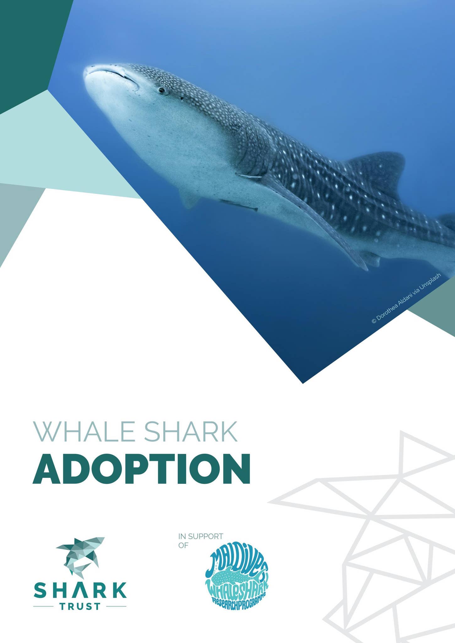 Whale Shark Adoption Pack by The Shark Trust - Issuu