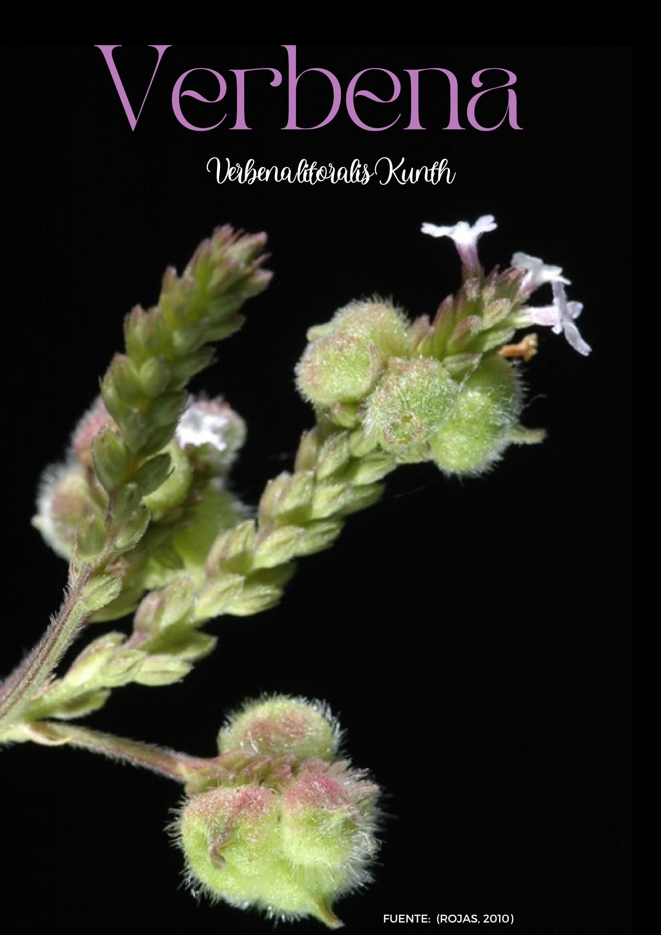 Verbena litoralis Kunth by Laura Morales - Issuu