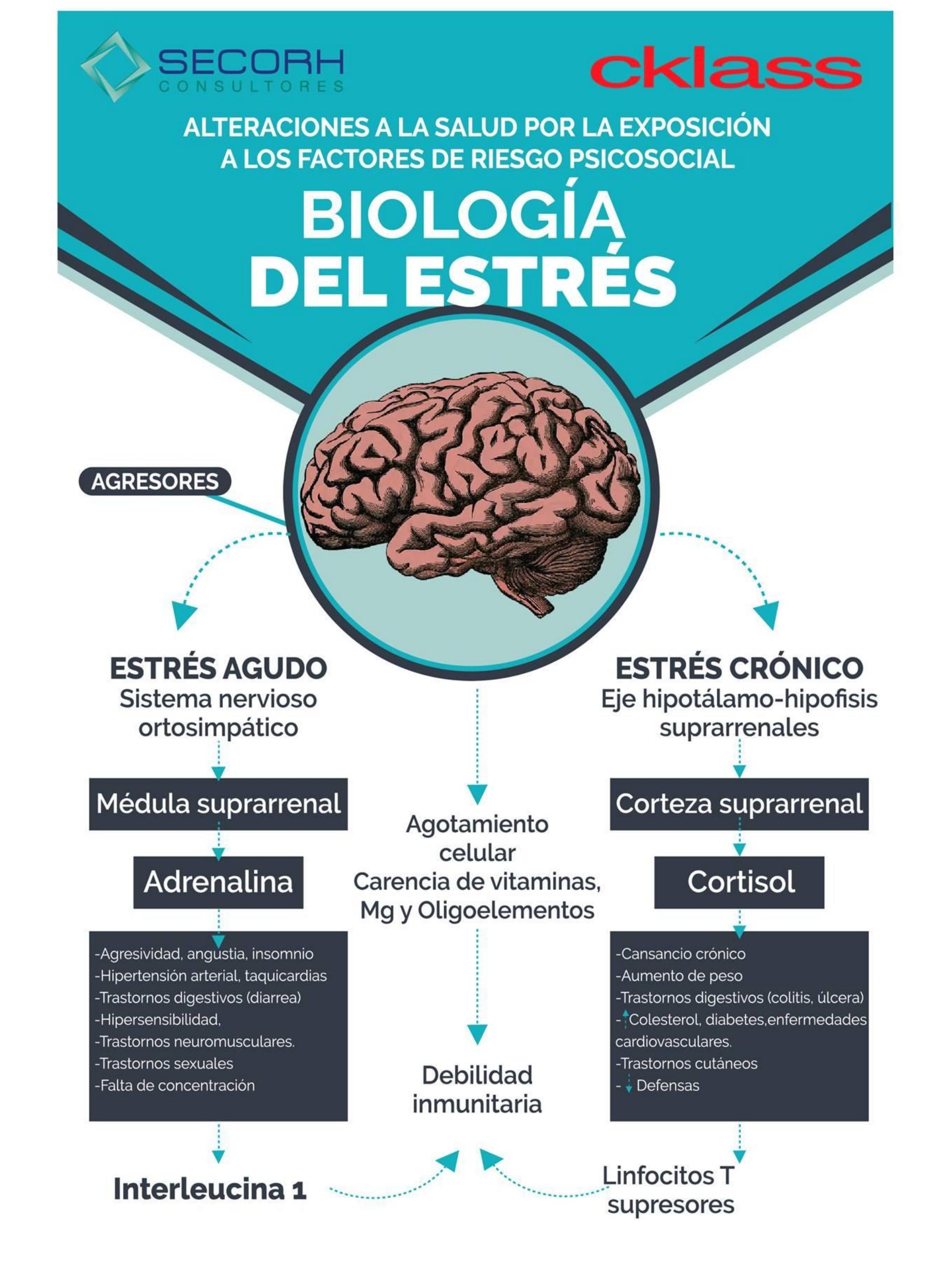 24 biologia del estres by Rodrigo O - Issuu