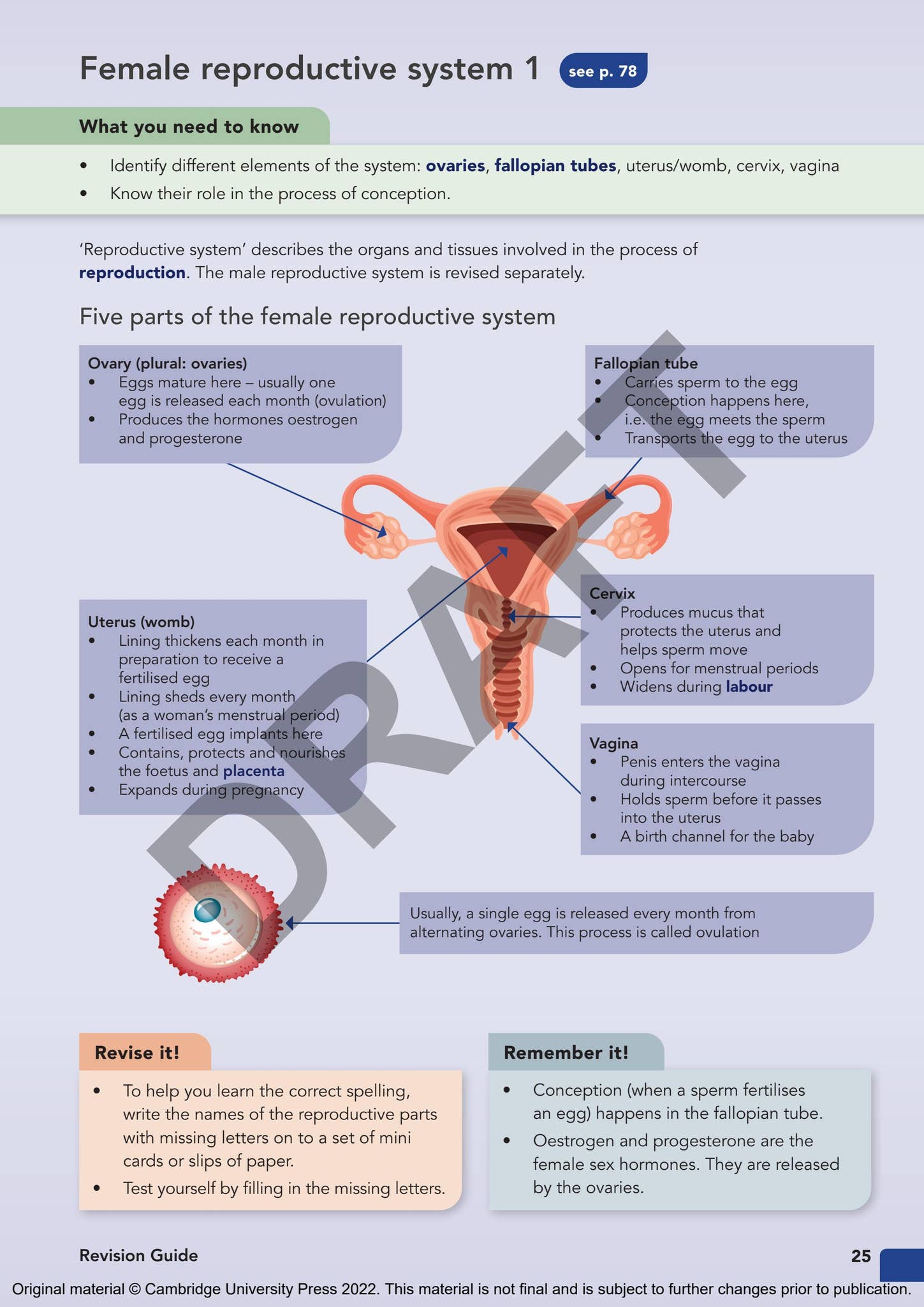 Cambridge Nationals Child Development Revision Guide Issuu Sample by ...