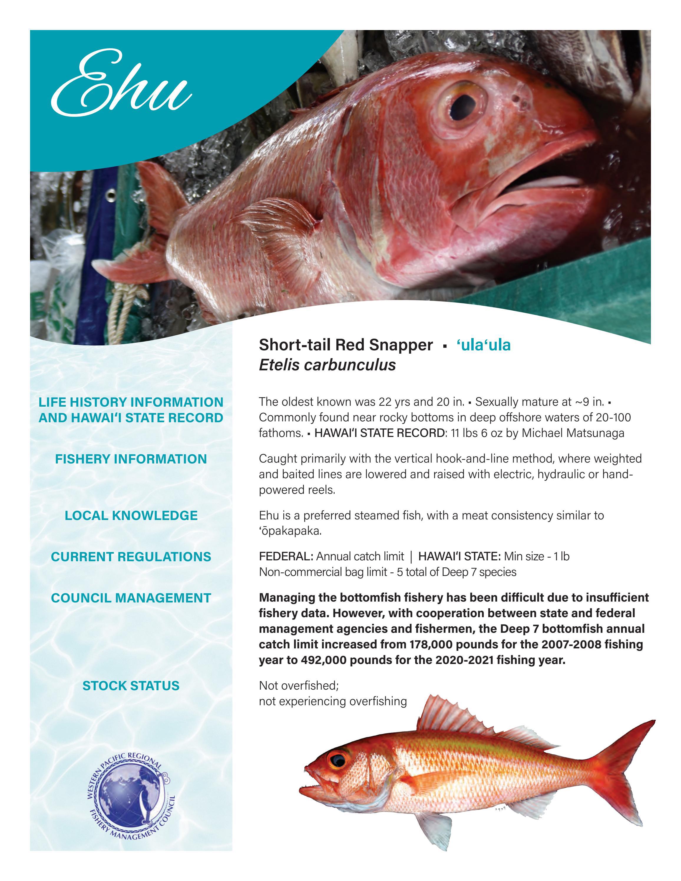 Ehu Fact Sheet by Western Pacific Regional Fishery Management Council ...
