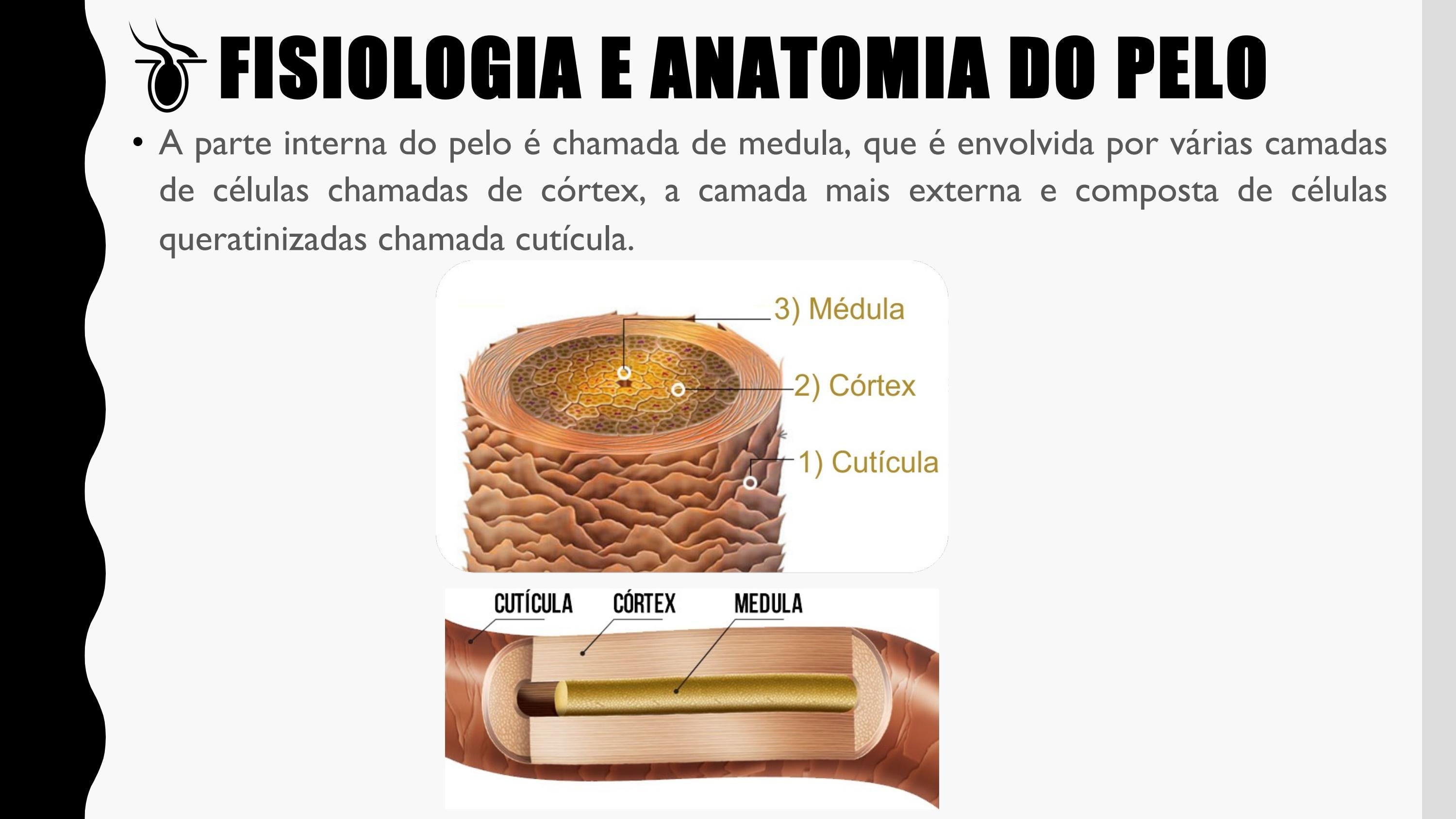 AULA 2: ANATOMOFISIOLOGIA E CRESICMENTO DO PELO by Dr. Pedro Veloso - Issuu