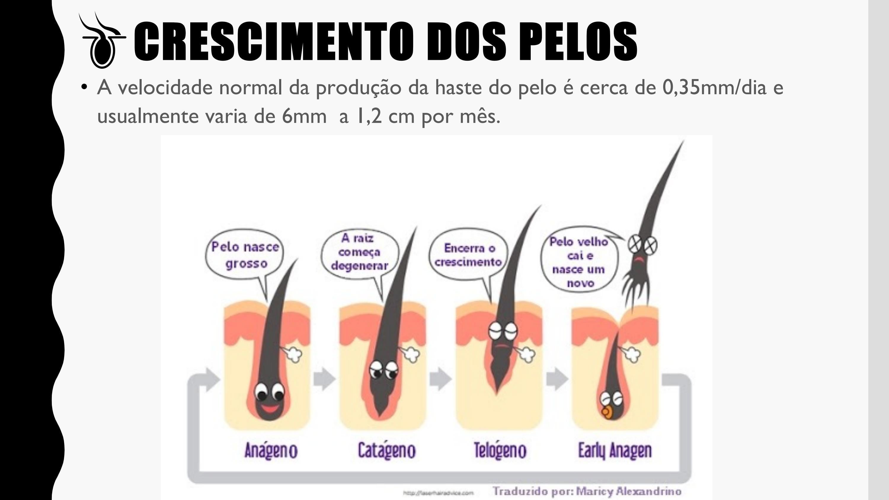AULA 2: ANATOMOFISIOLOGIA E CRESICMENTO DO PELO by Pedro Henrique ...