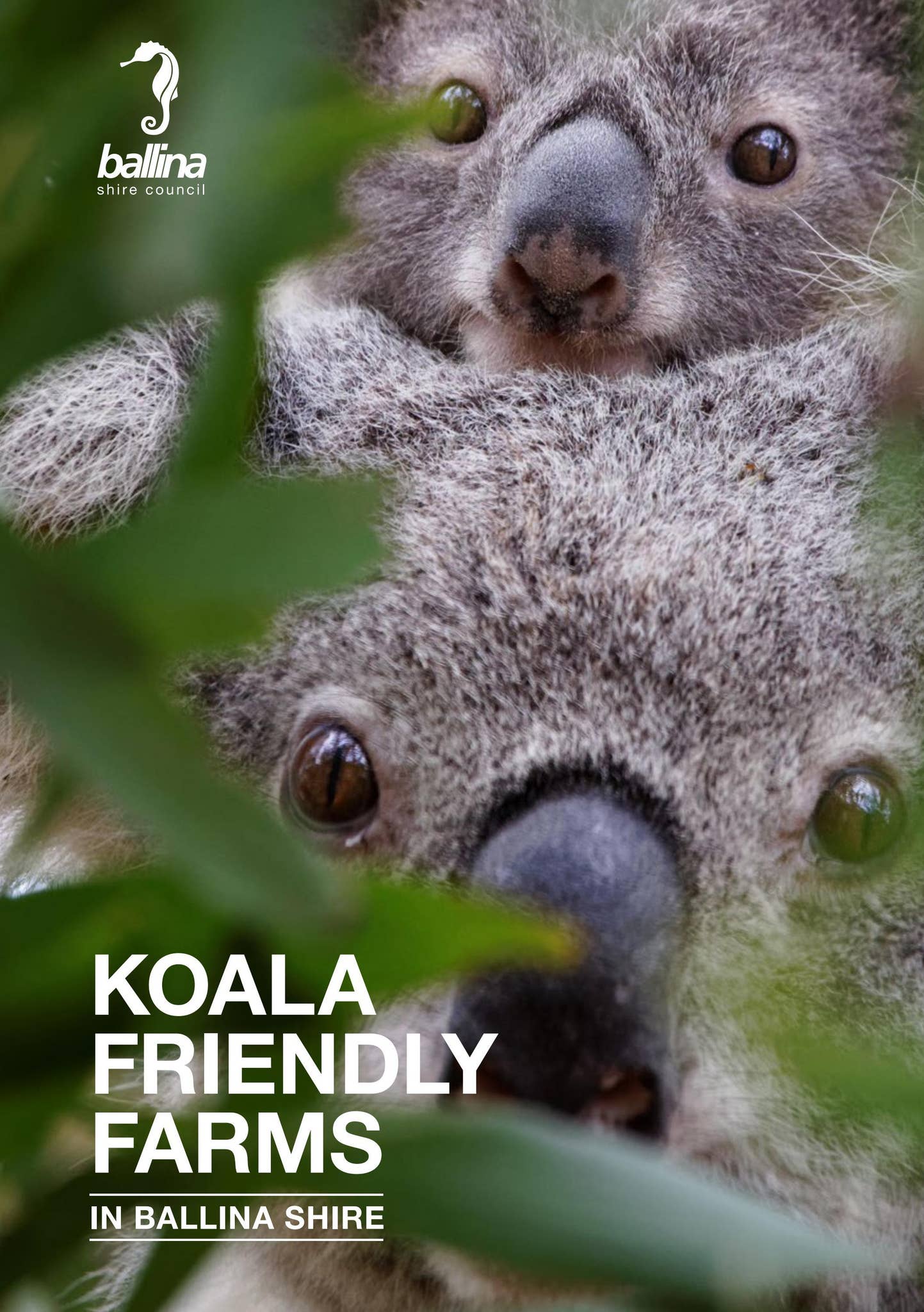 Koala Friendly Farms in Ballina Shire by Ballina Shire Council - Issuu