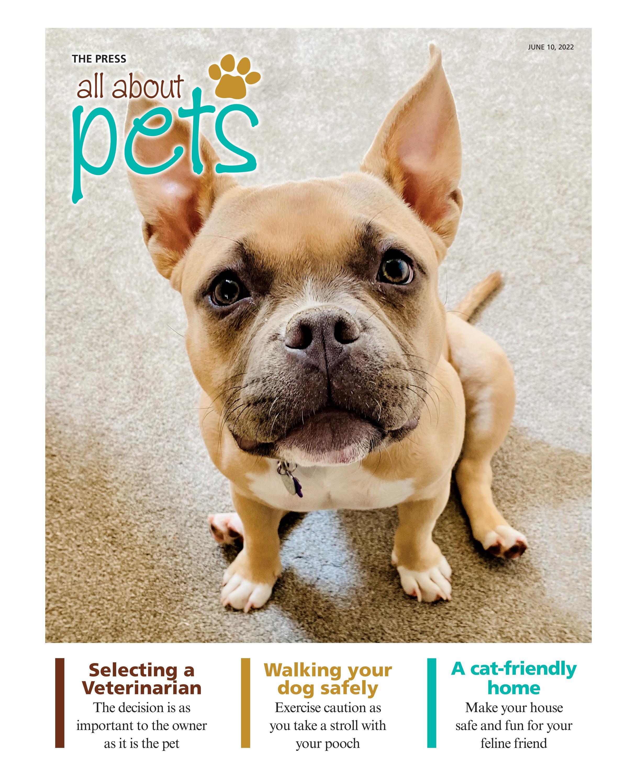 All About Pets 06.10.2022 by Brentwood Press & Publishing - Issuu