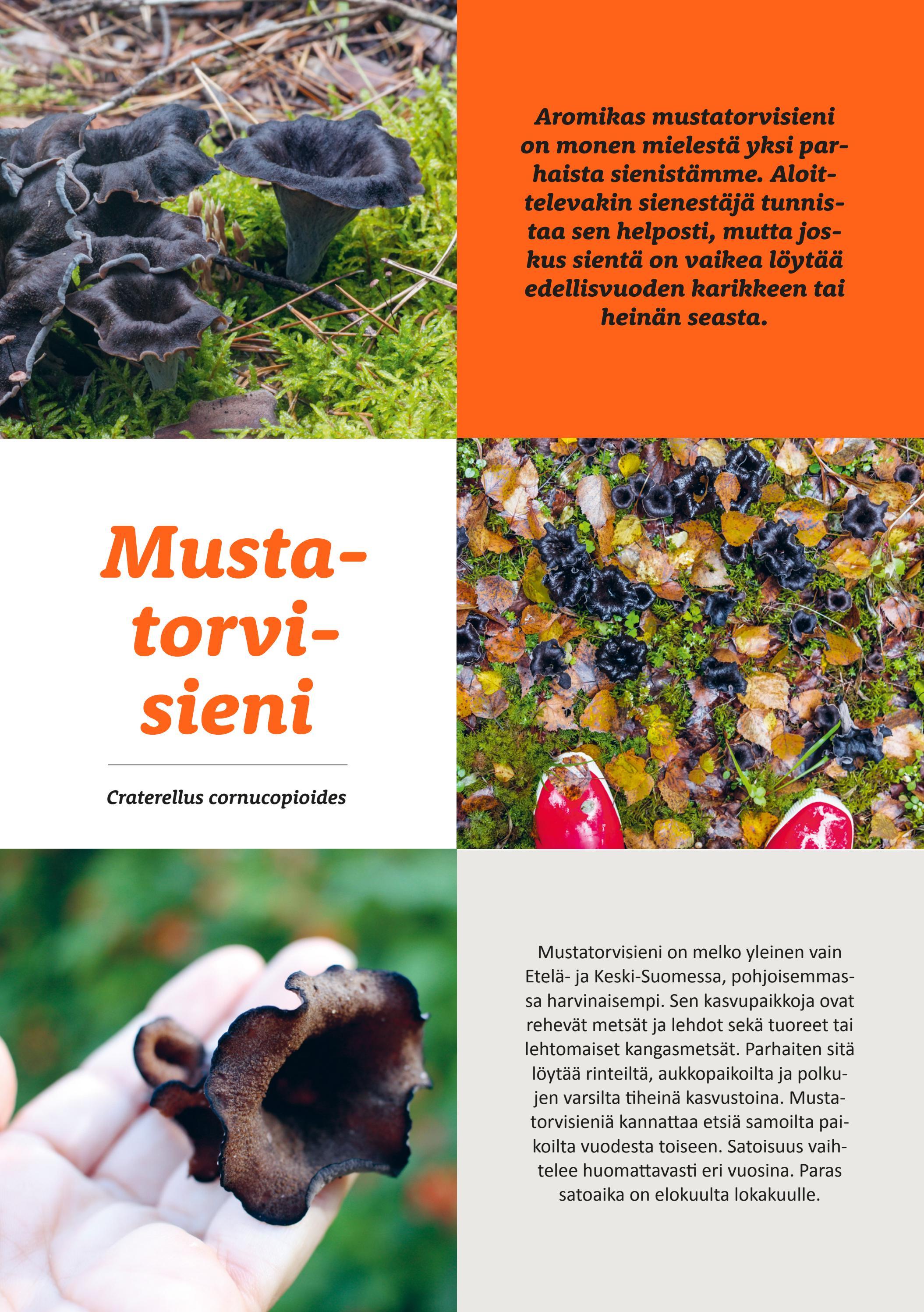 Mustatorvisieni - vuoden sieni 2022 by Marttaliitto - Issuu