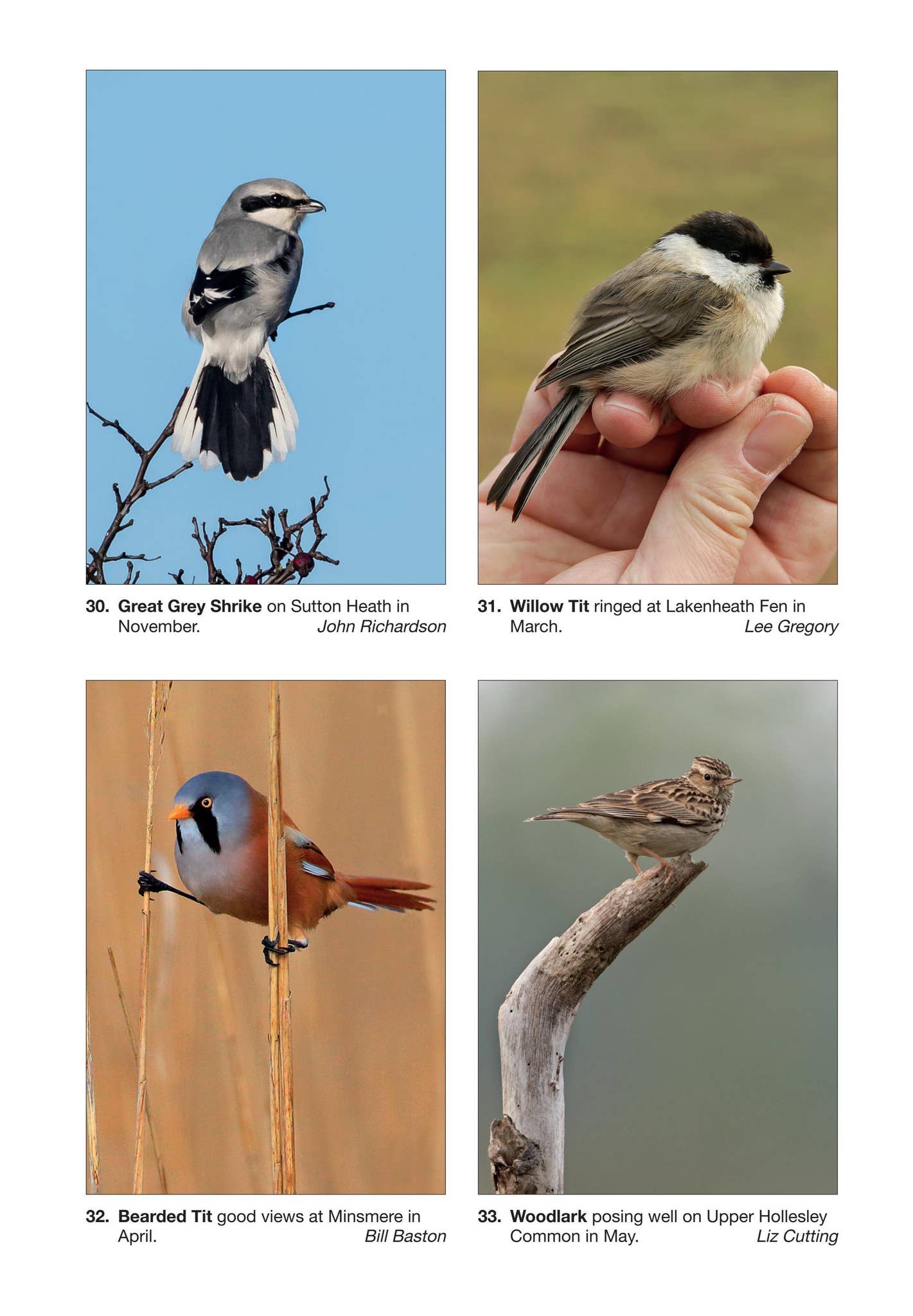 Suffolk Birds 2016 by Suffolk Naturalists' Society - Issuu
