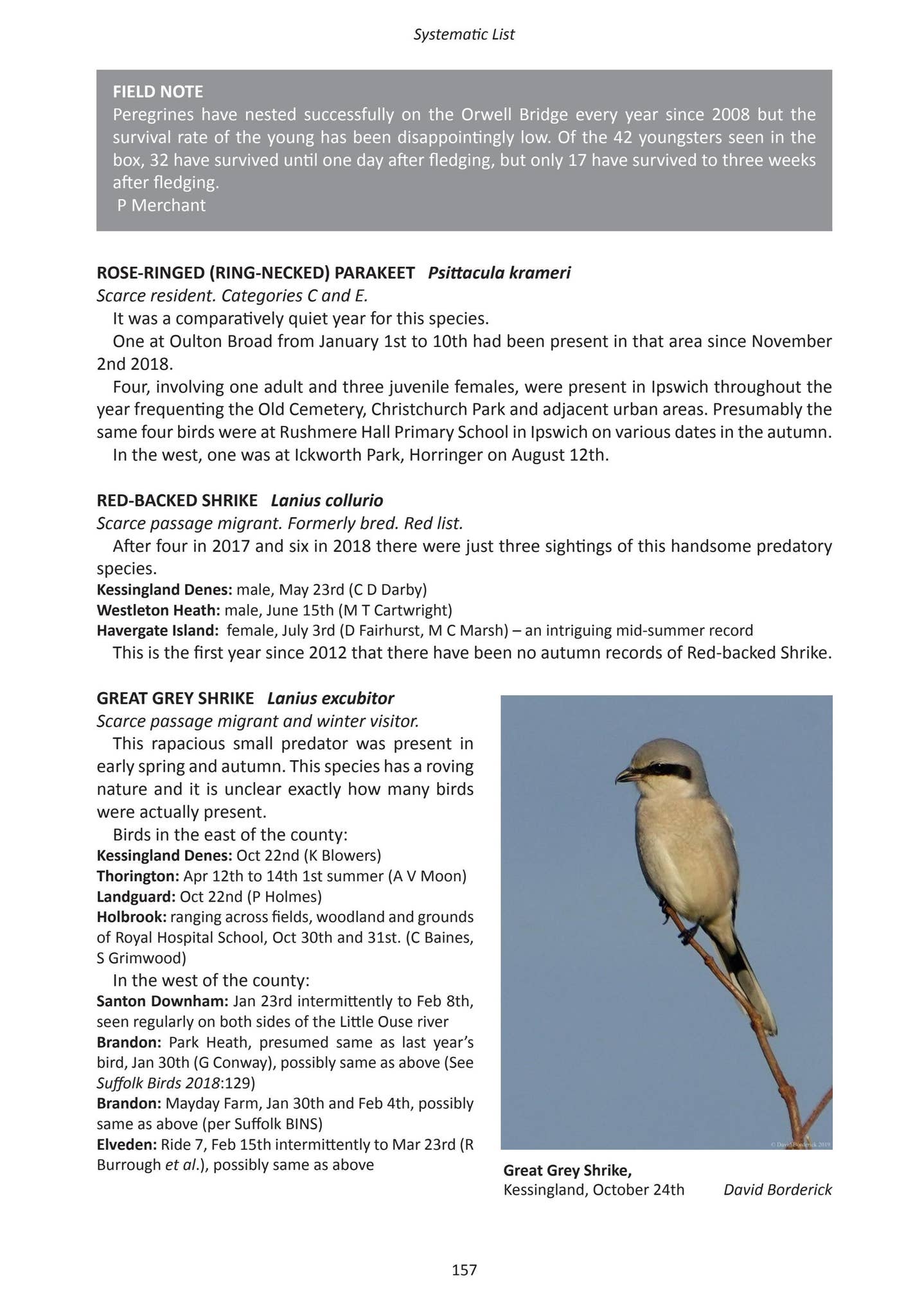 Suffolk Birds 2019 by Suffolk Naturalists' Society - Issuu