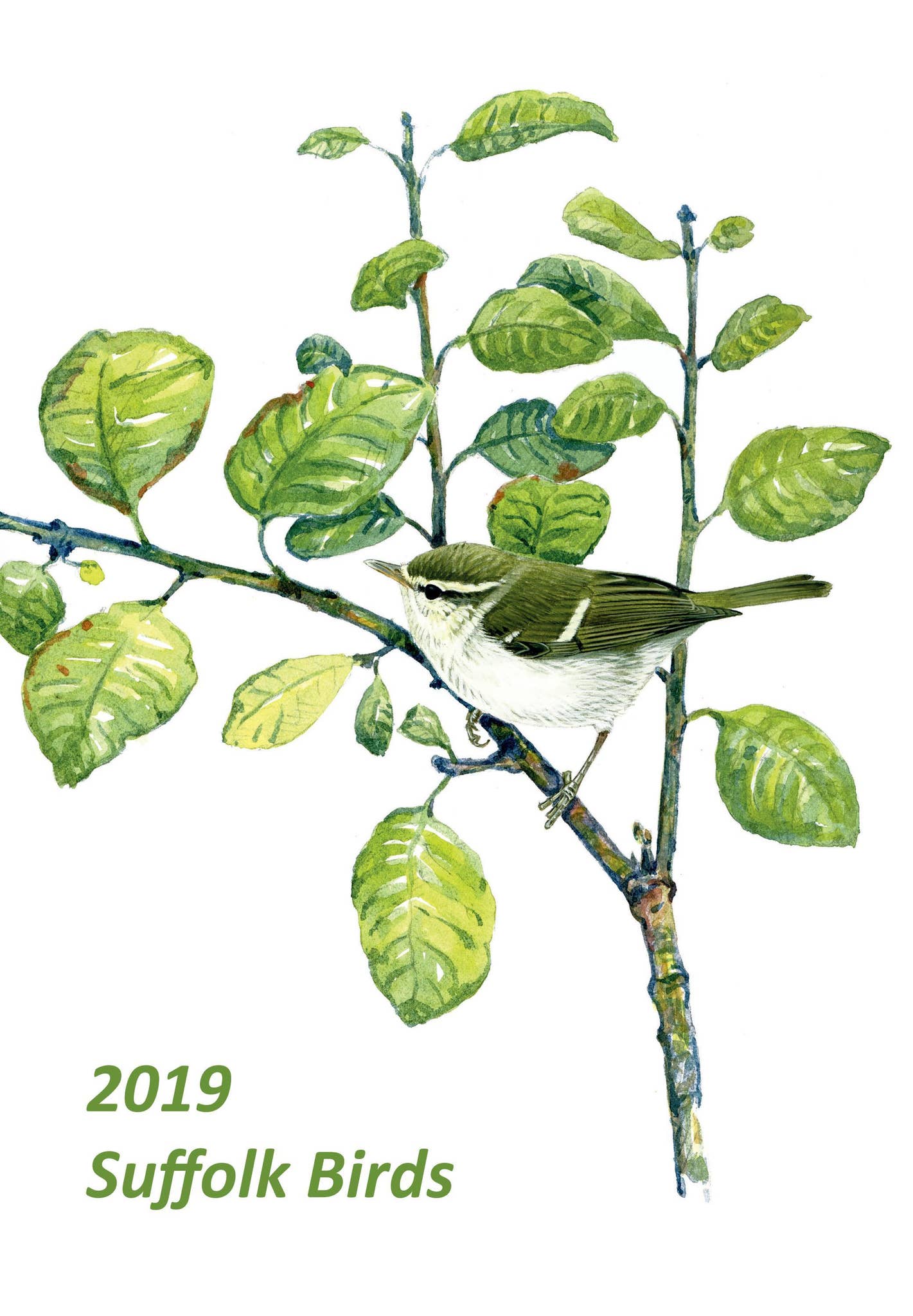 Suffolk Birds 2019 by Suffolk Naturalists' Society - Issuu