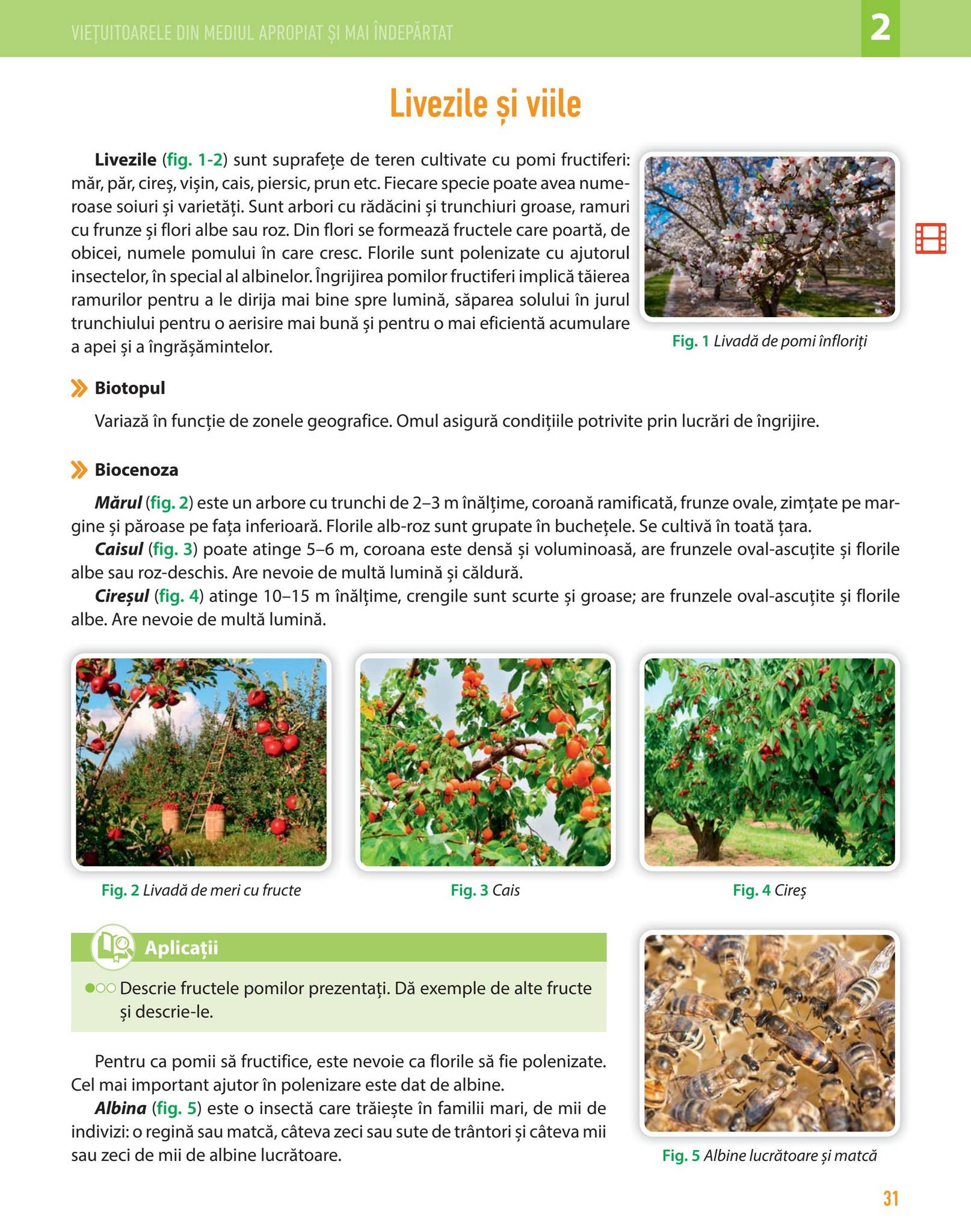 Biologie, manual pentru clasa a V-a by Editura Litera - Issuu