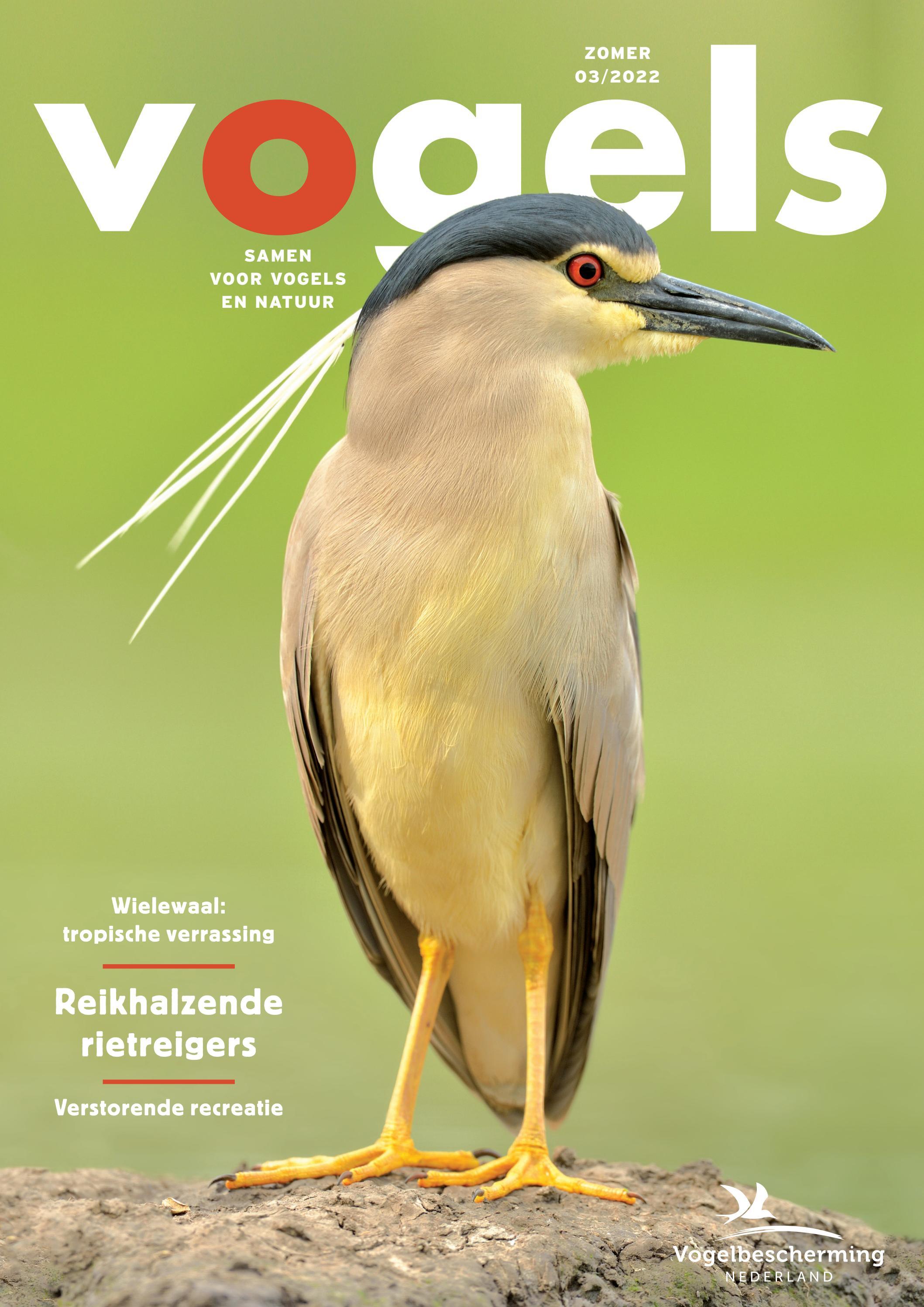 Vogels zomer 03/2022 by Vogelbescherming Nederland - Issuu