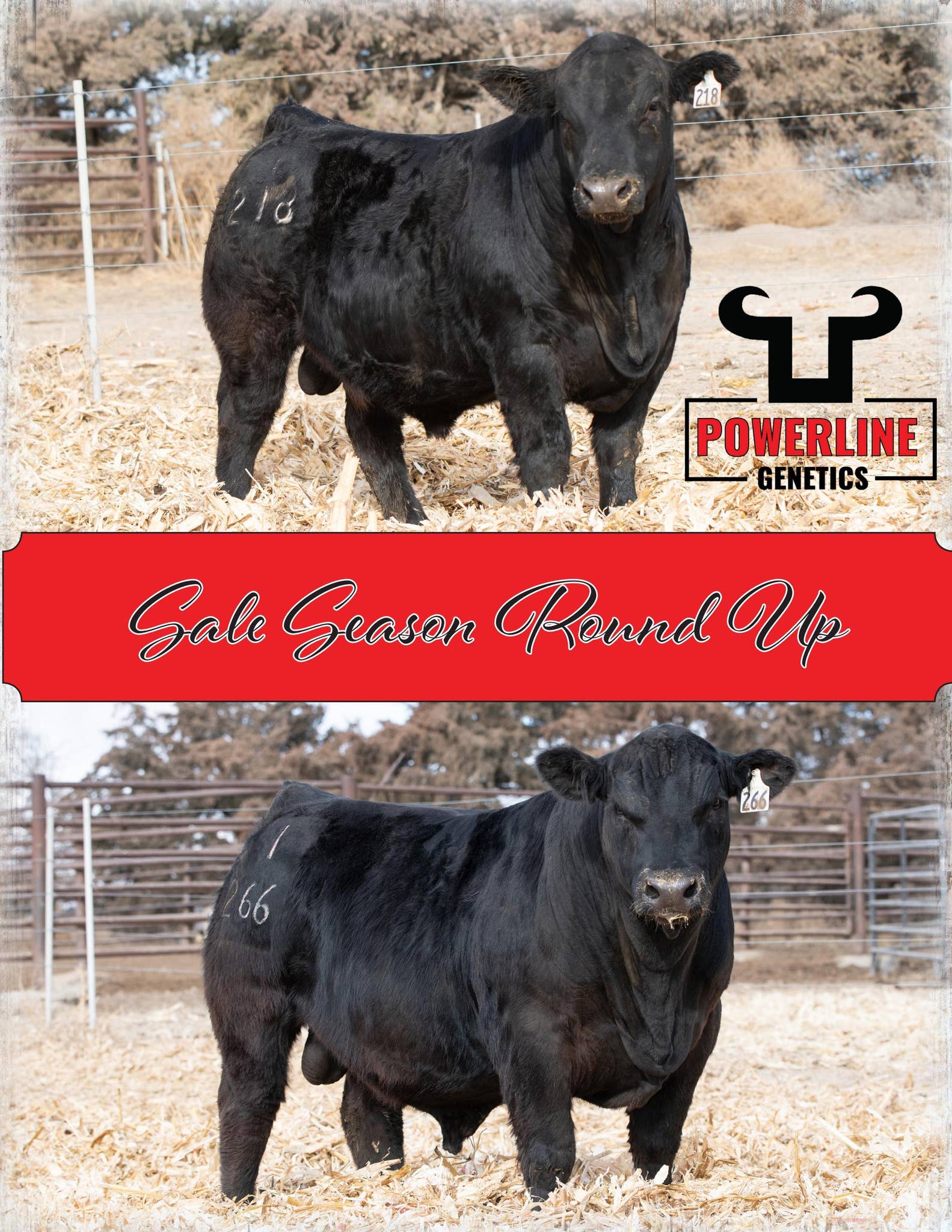 Powerline Genetics 2022 Sale Season Round Up by Bobbi Hartwig - Issuu
