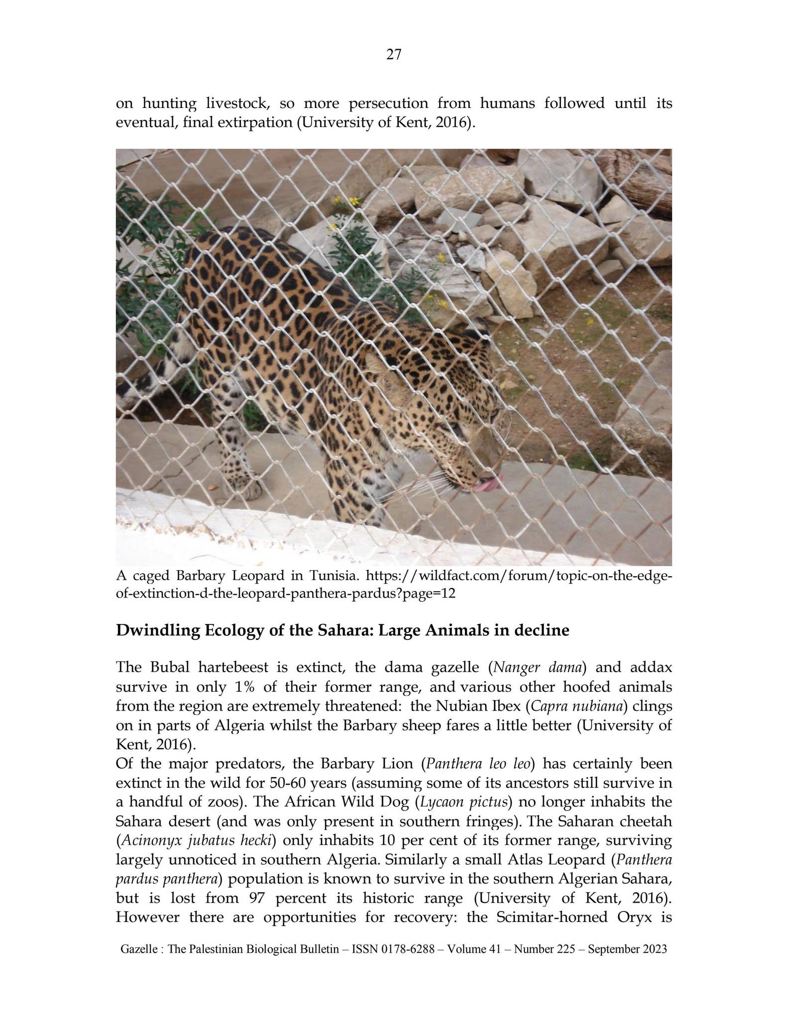 The Atlas Leopard or Barbary Leopard (Panthera pardus panthera Schreber ...