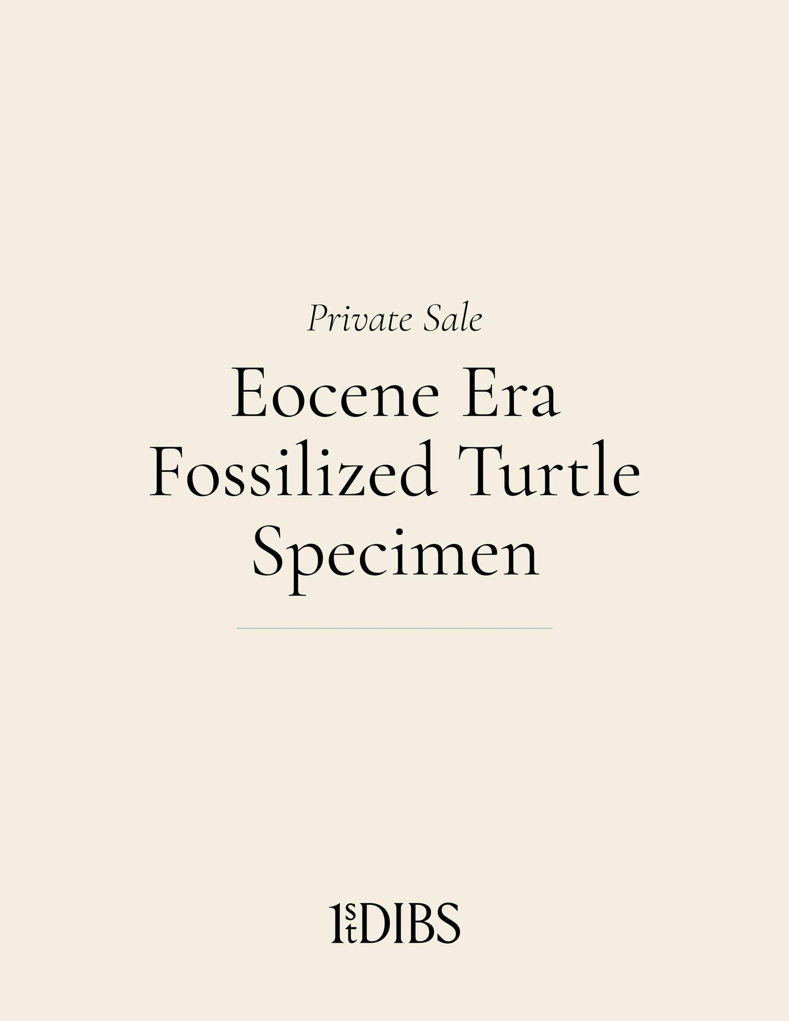 Eocene Era Fossilized Turtle Specimen by privatesales1stdibs - Issuu