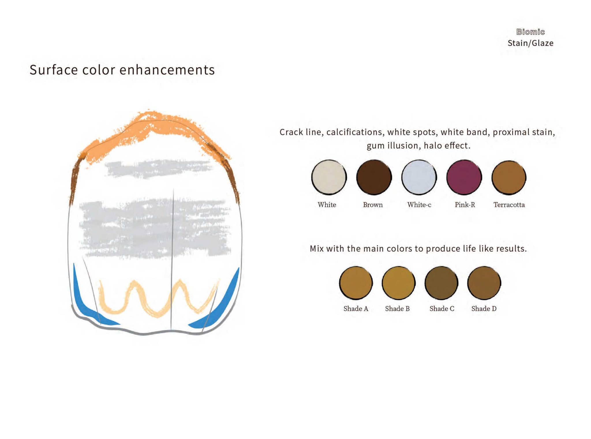Aidite Biomic Aesthetic Stain & Glaze Kit Brochure by Bracon - Issuu
