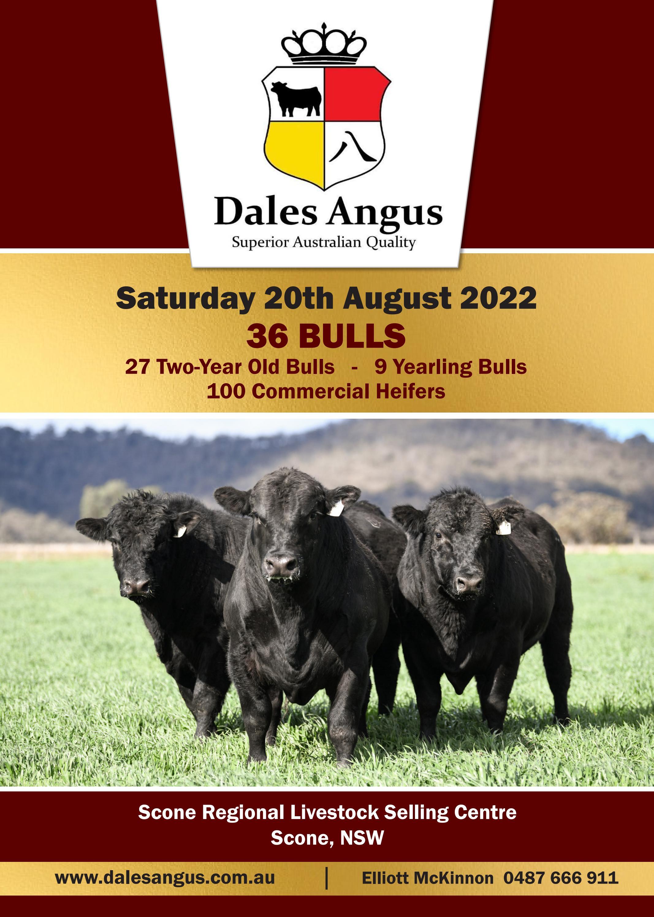 2022 Dales Angus Bull Sale by targetlivestockmarketing - Issuu