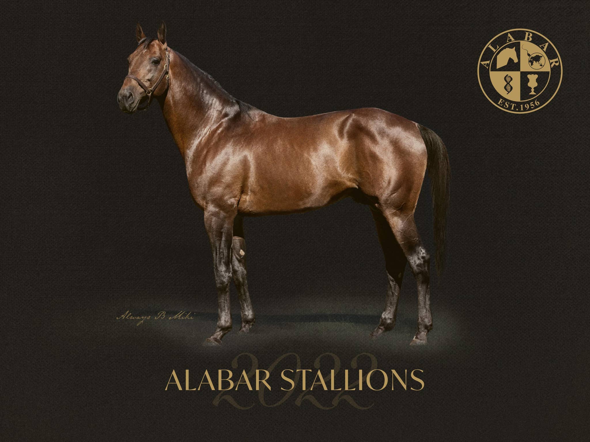 2022-23 Alabar Stallion Brochure by Alabar Bloodstock - Issuu
