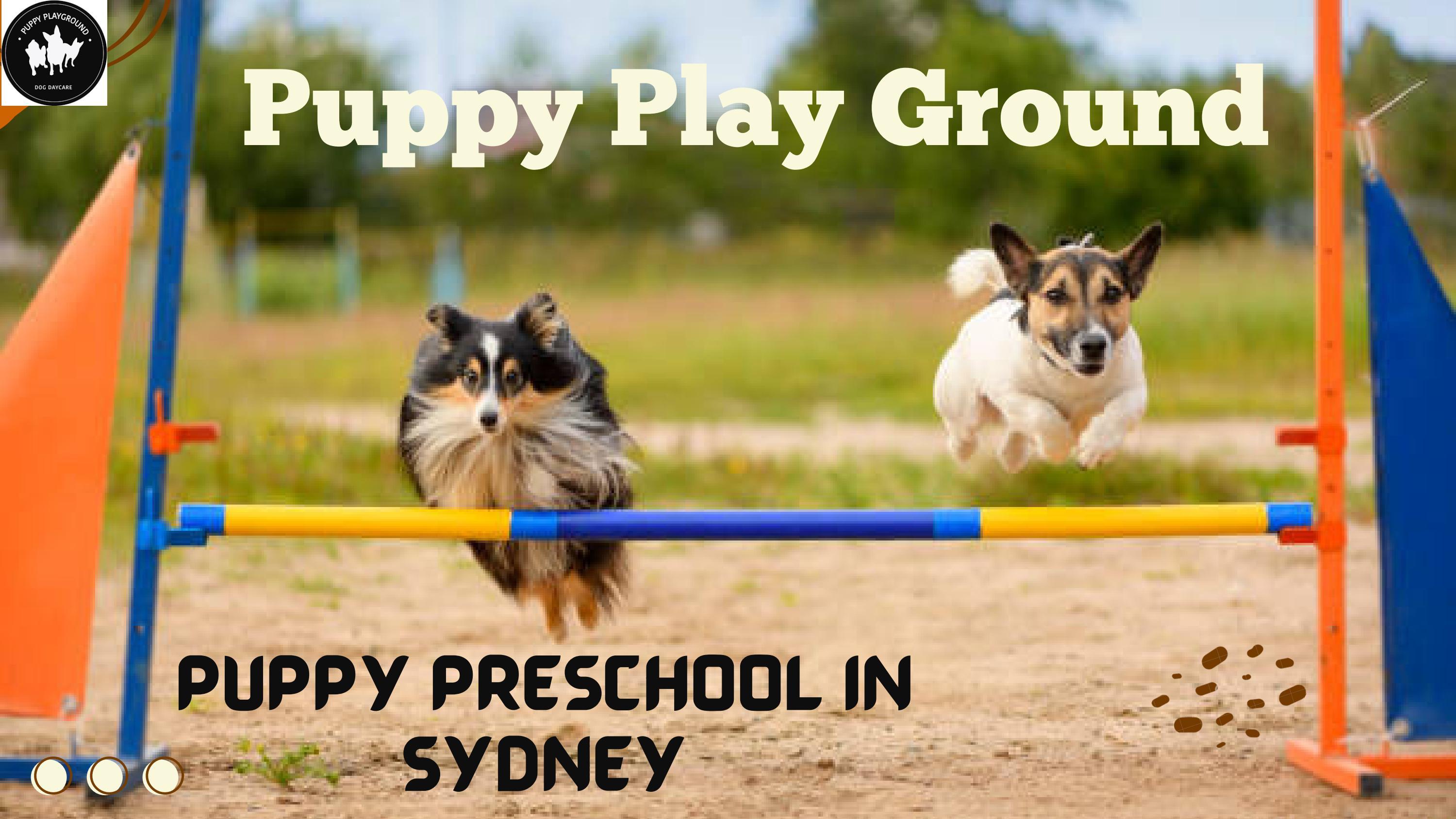 Puppy Preschool in Sydney - Puppy Play Ground by Puppy Play Ground - Issuu